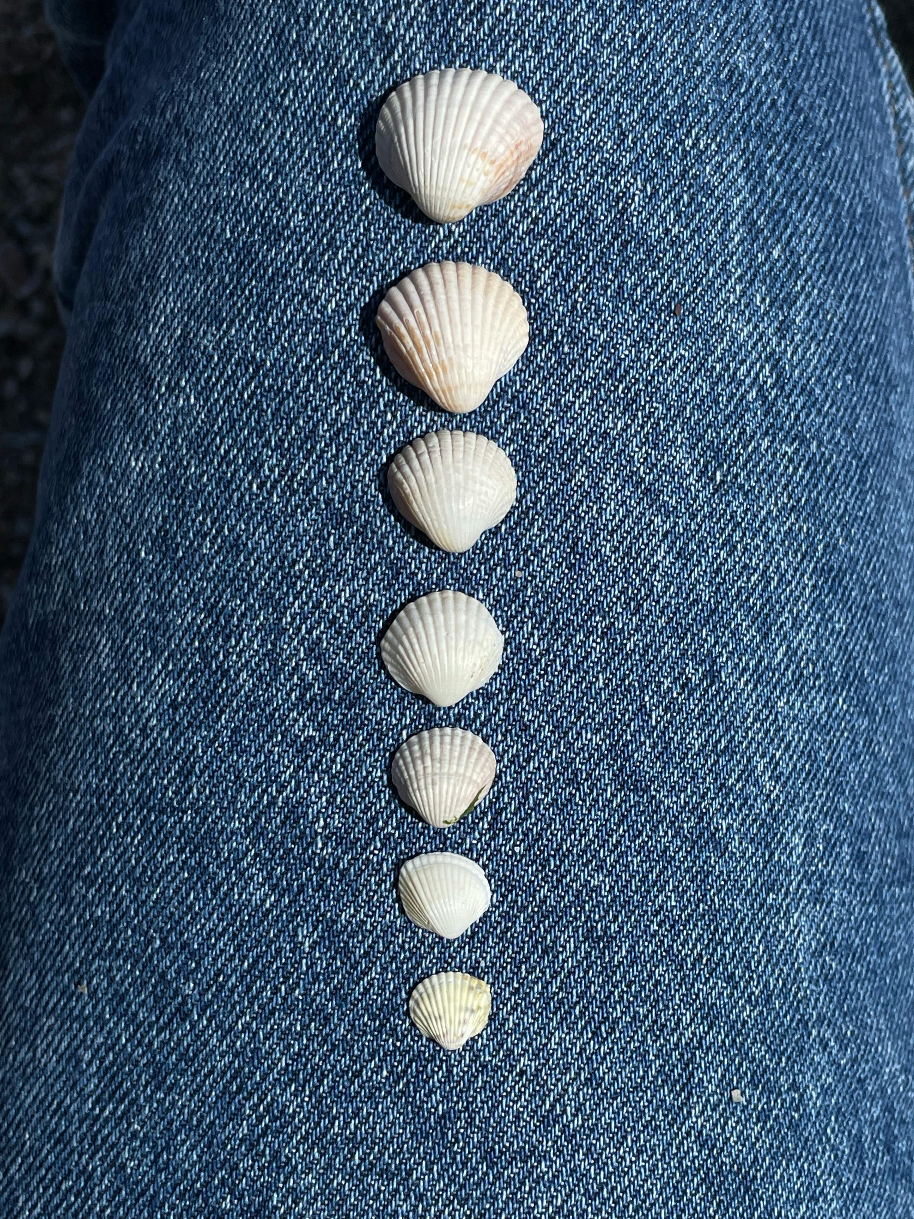 Row of Sea Shells Arranged on Blue Jeans · Free Stock Photo
