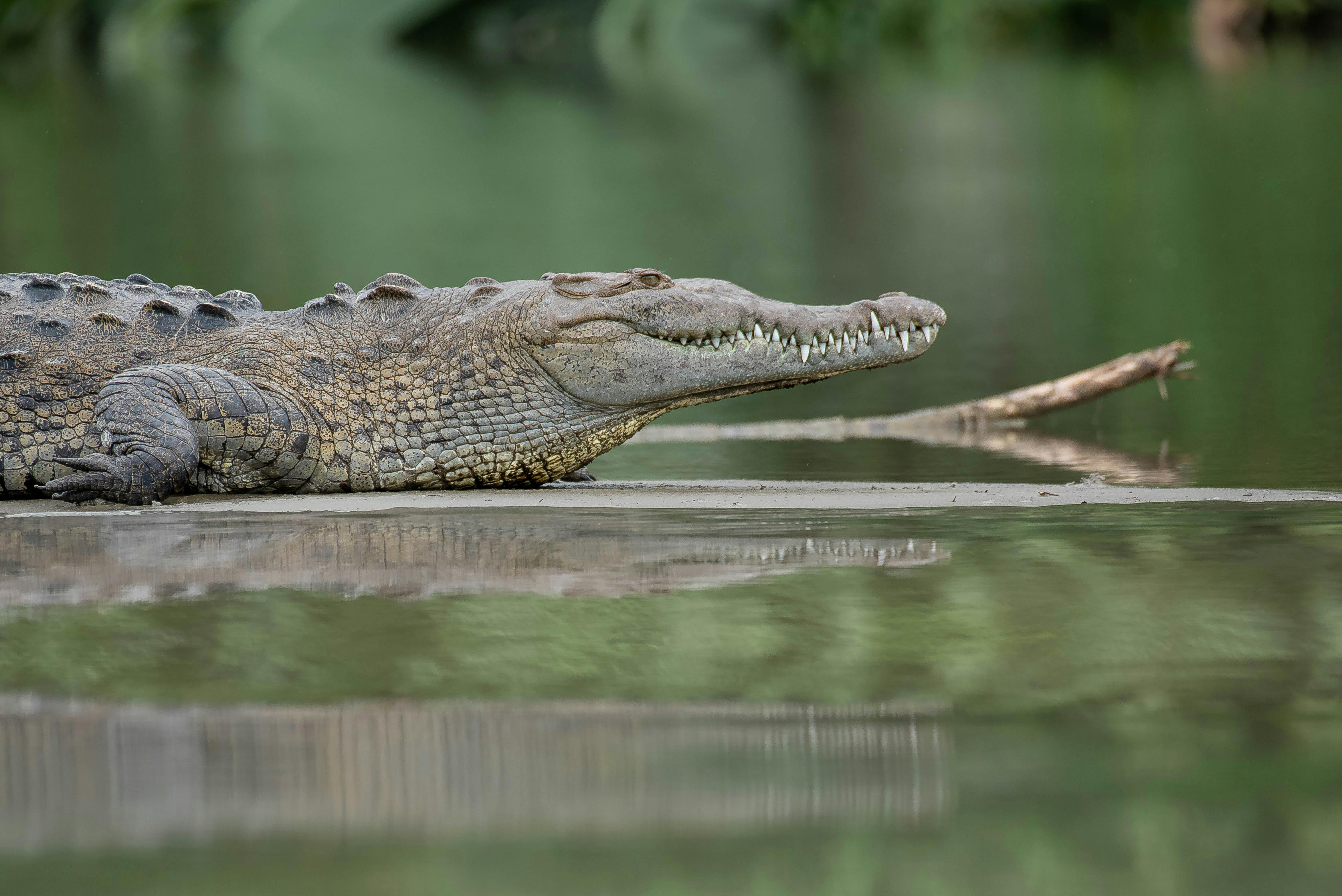 Grayscale Photo of Monitor Lizard's Arm · Free Stock Photo