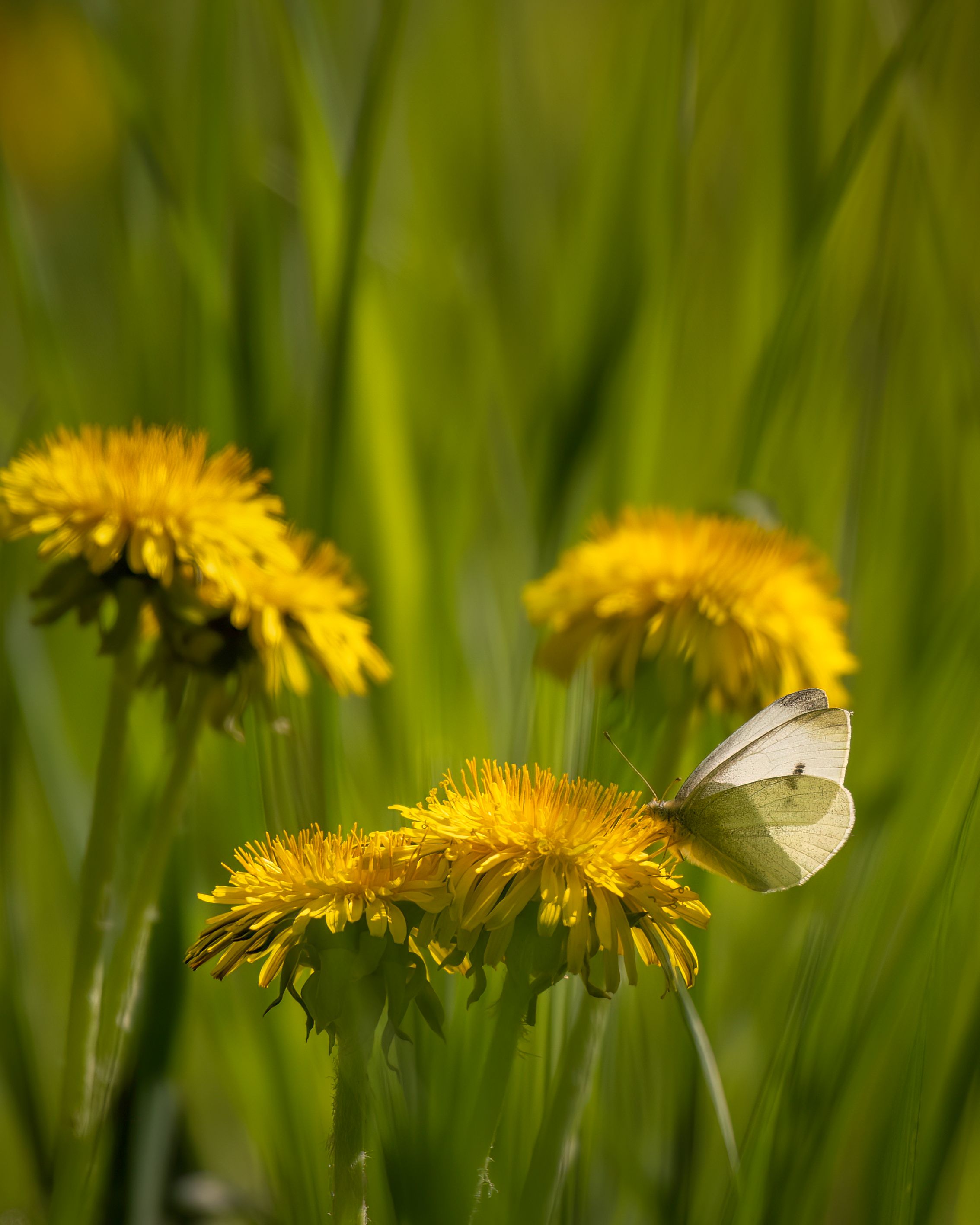 Moth Background Photos, Download The BEST Free Moth Background Stock ...