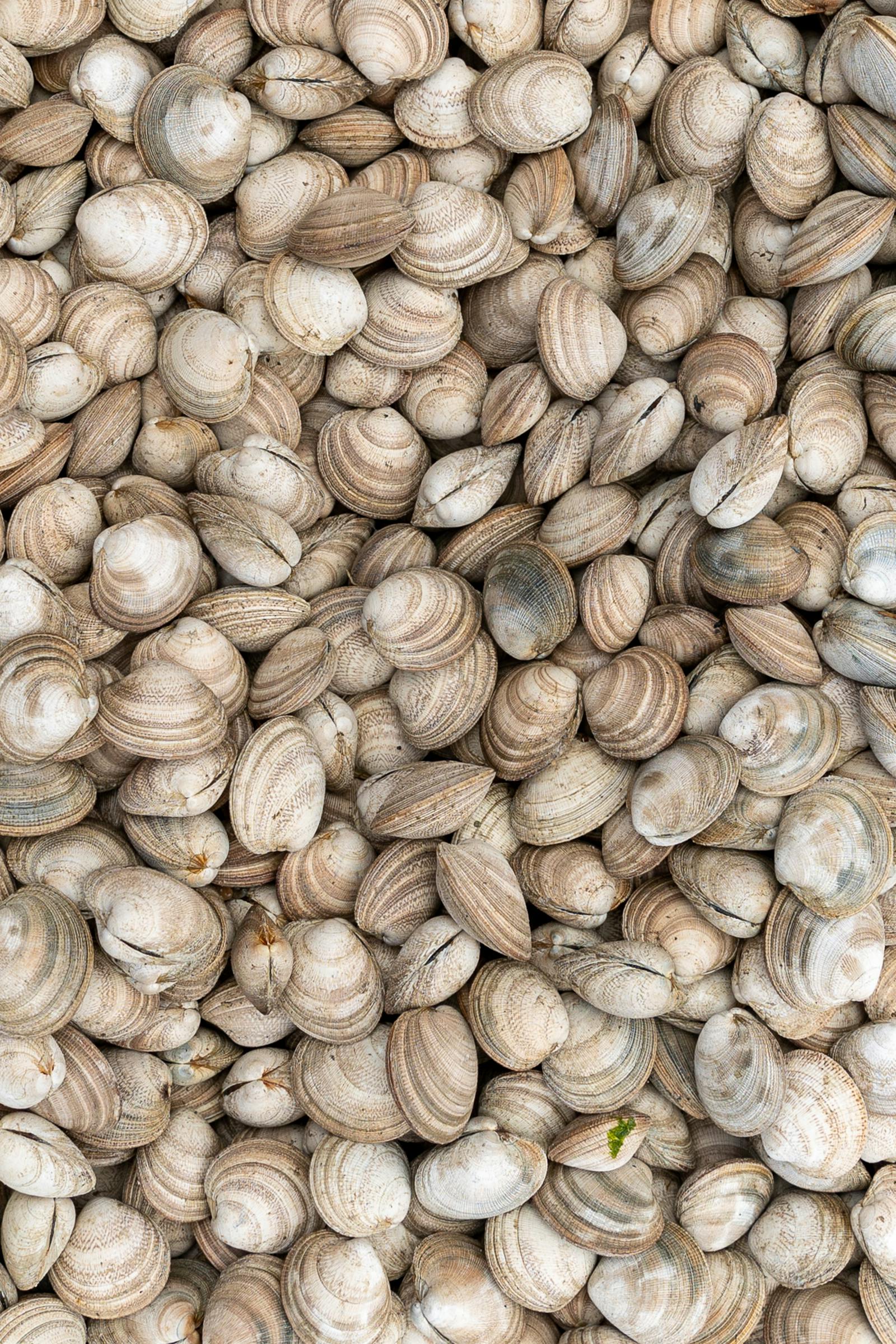 Seashell Background Photos, Download The BEST Free Seashell Background ...