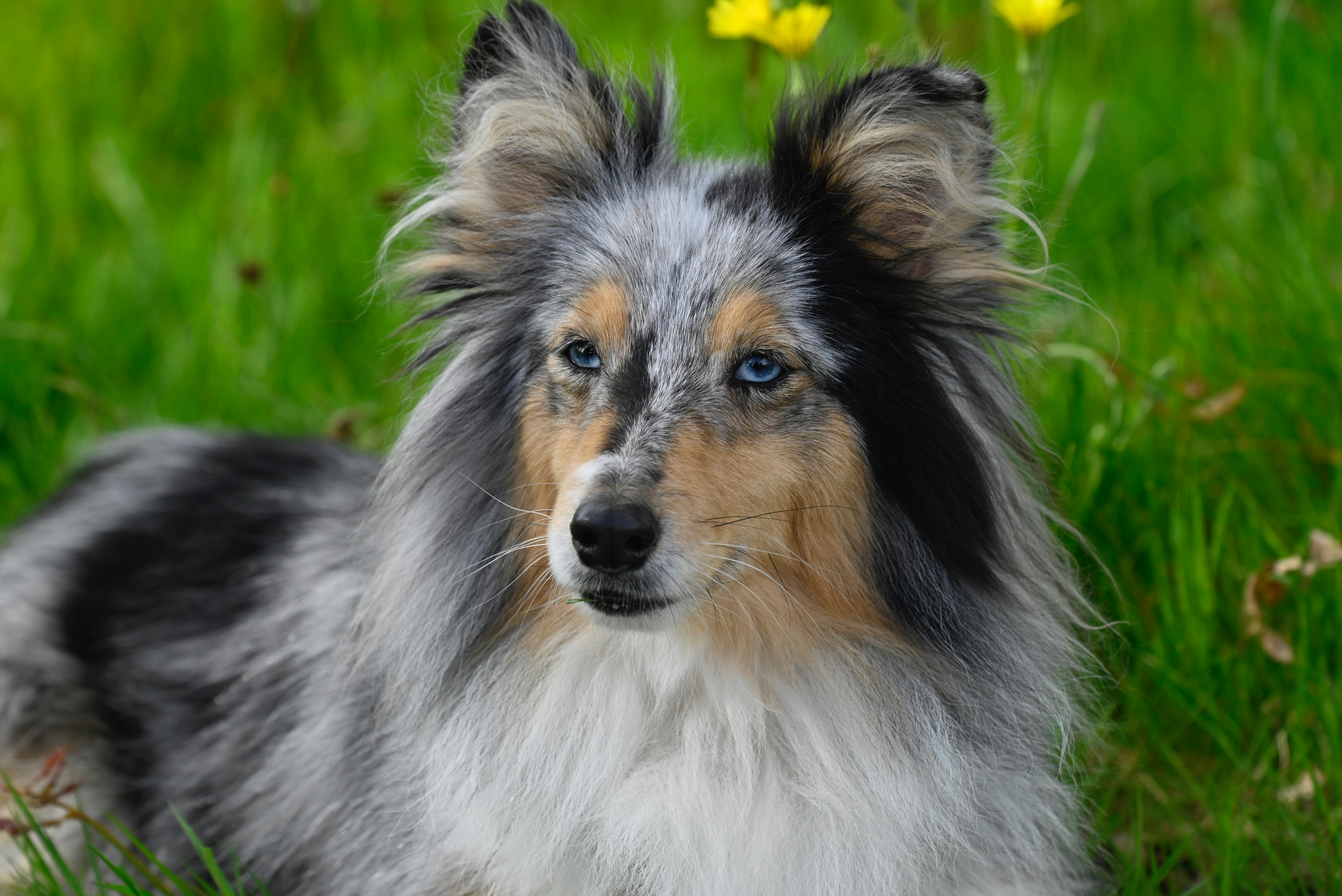 Cute Blue Eyed Sheltie Dog Lying in Grass · Free Stock Photo