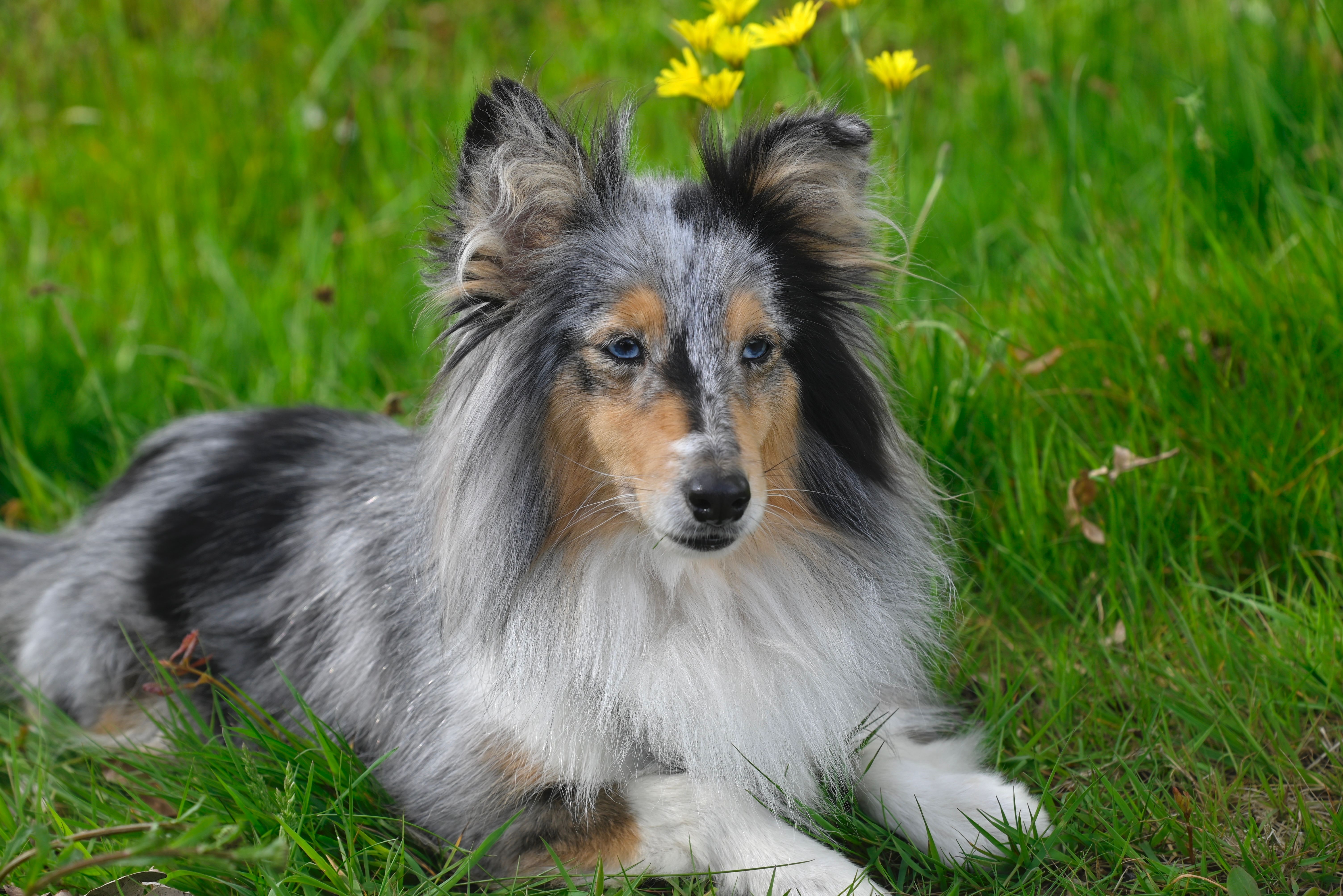 Fluffy Blue Eyed Sheltie Dog Lying in Grass · Free Stock Photo