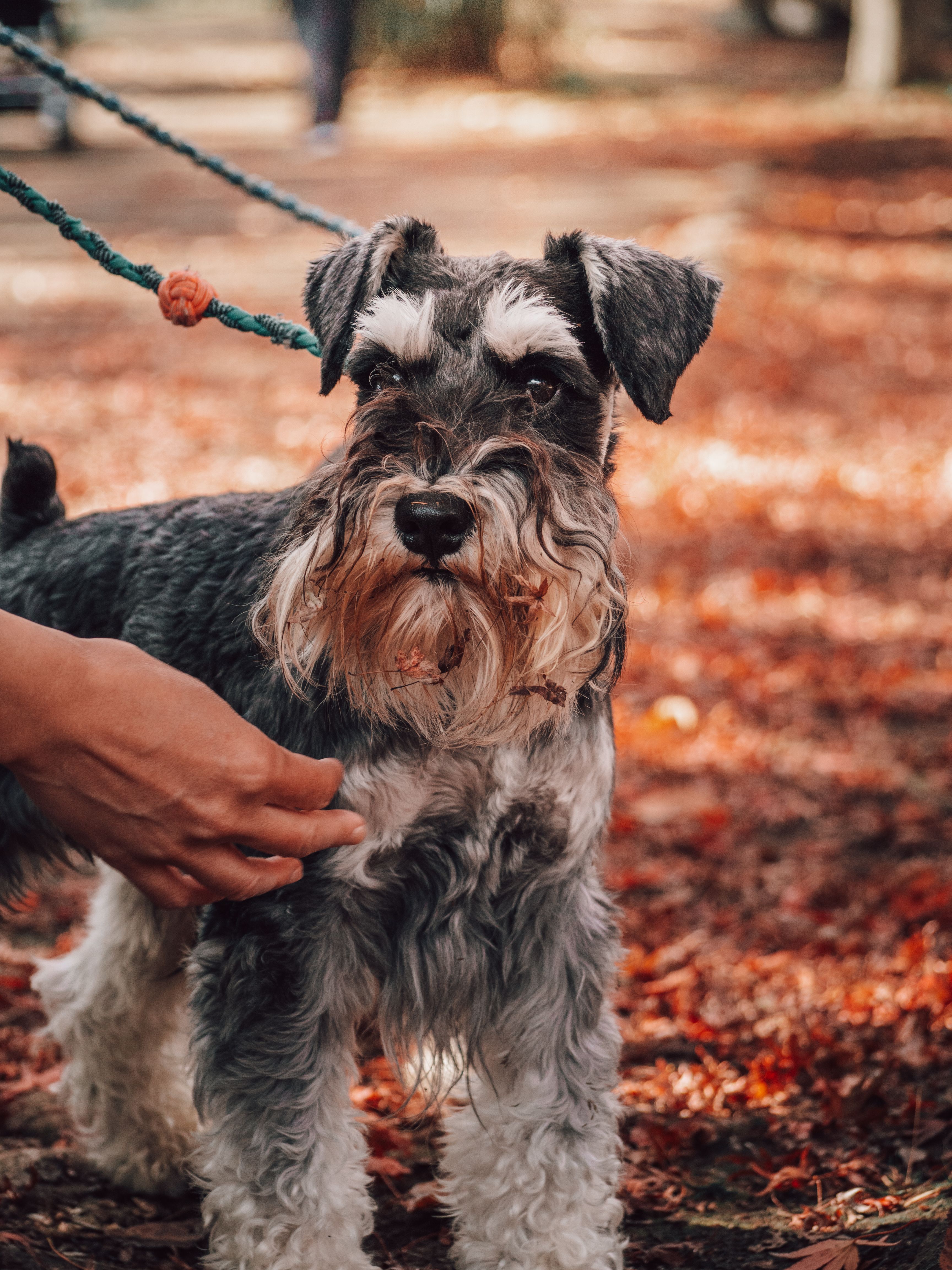 Close-up of a Schnauzer on a Walk in a Park with Autumnal Trees · Free ...