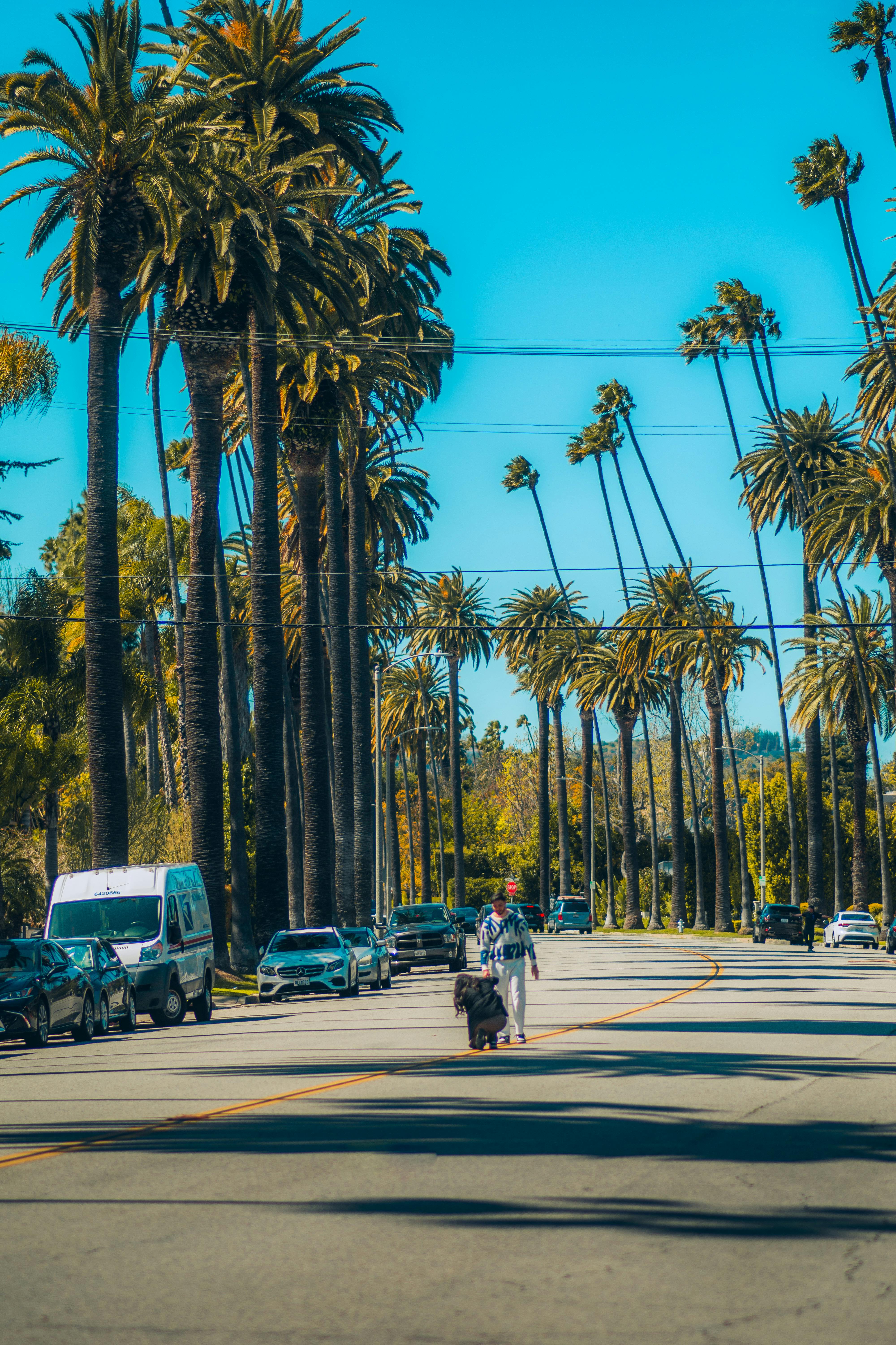 A Street between Palm Trees · Free Stock Photo