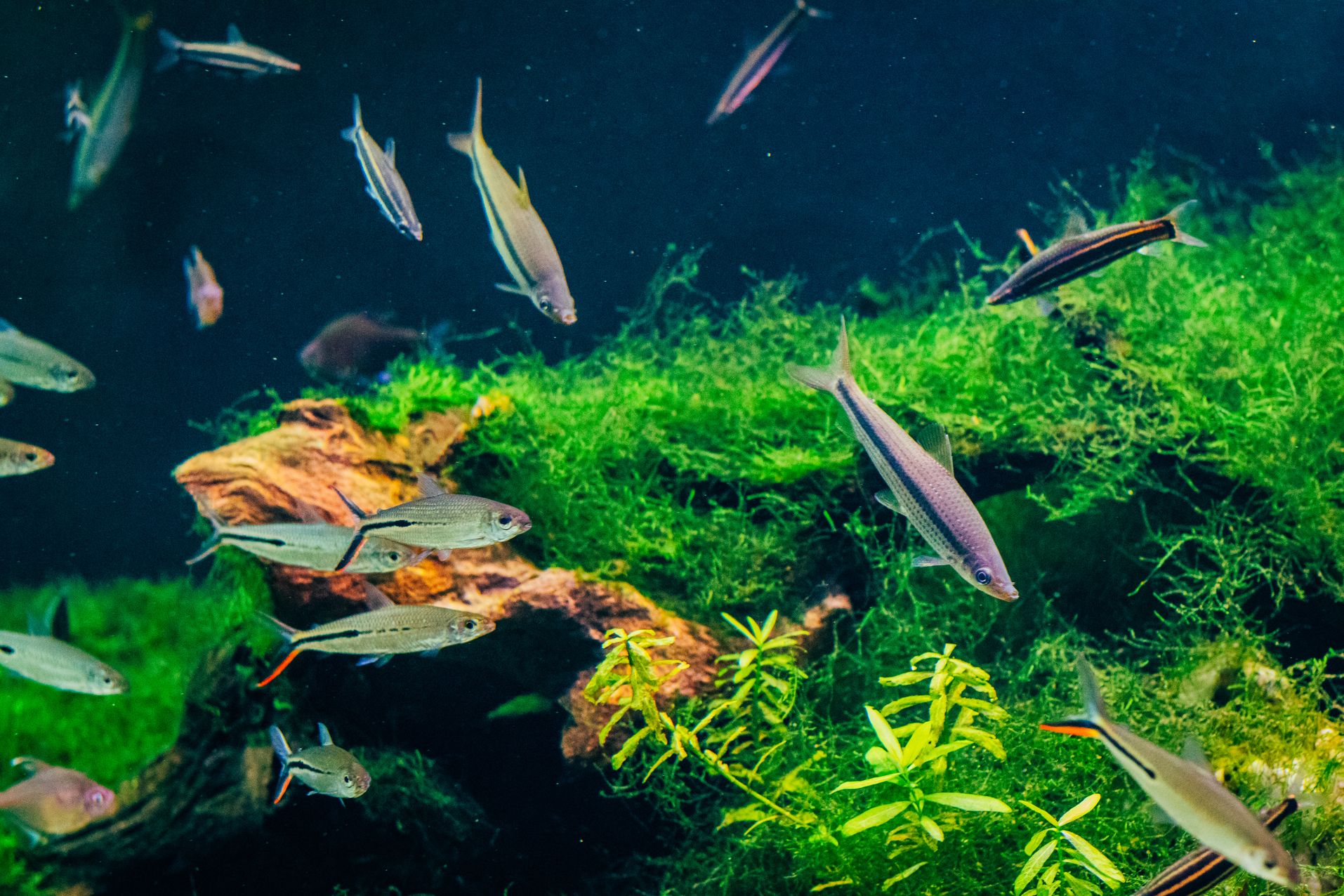 Brilliant Rasboras: Easy Care for a Bright Aquarium