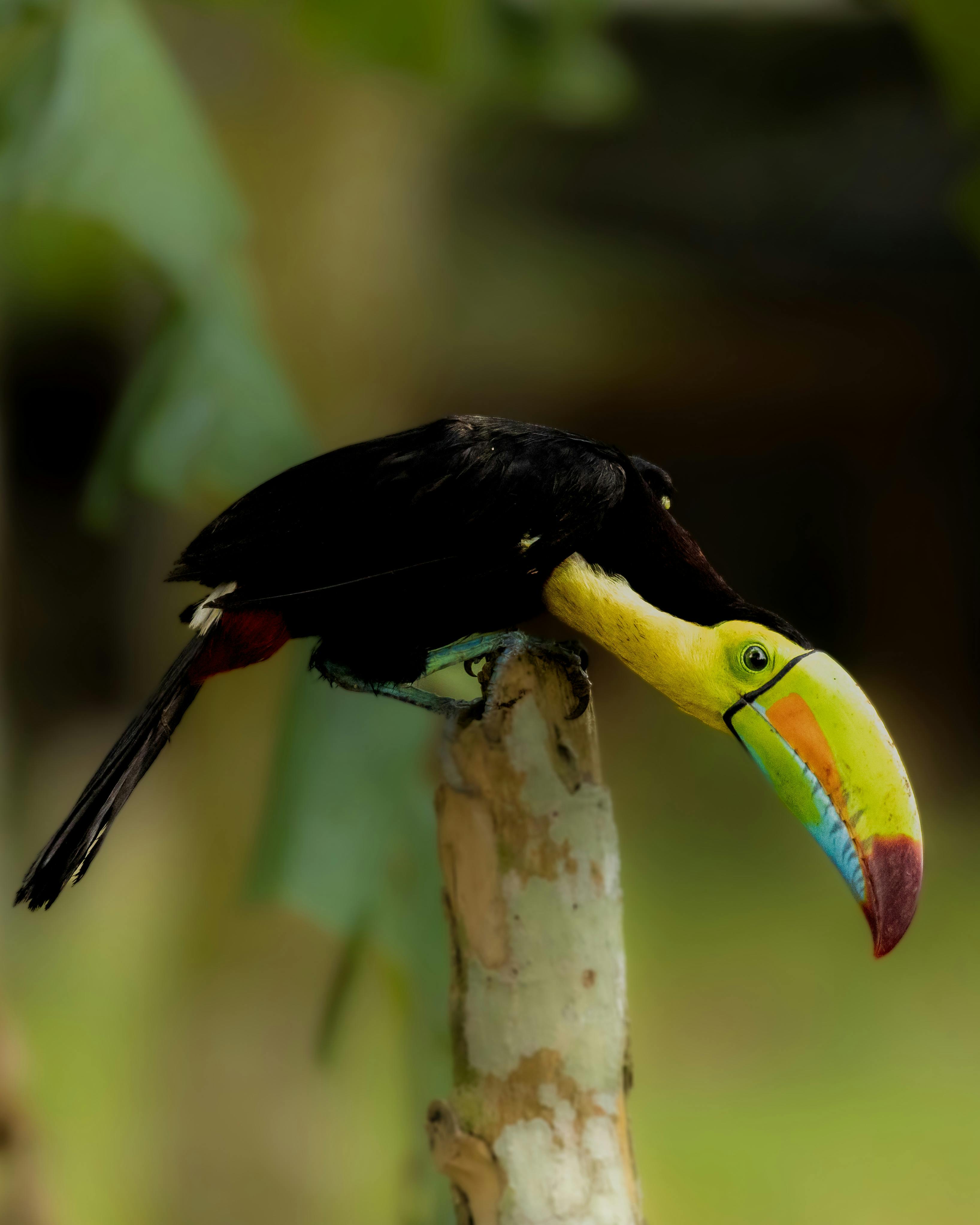 Popsicle Stick Puppets Photos, Download The BEST Free Popsicle Stick ...