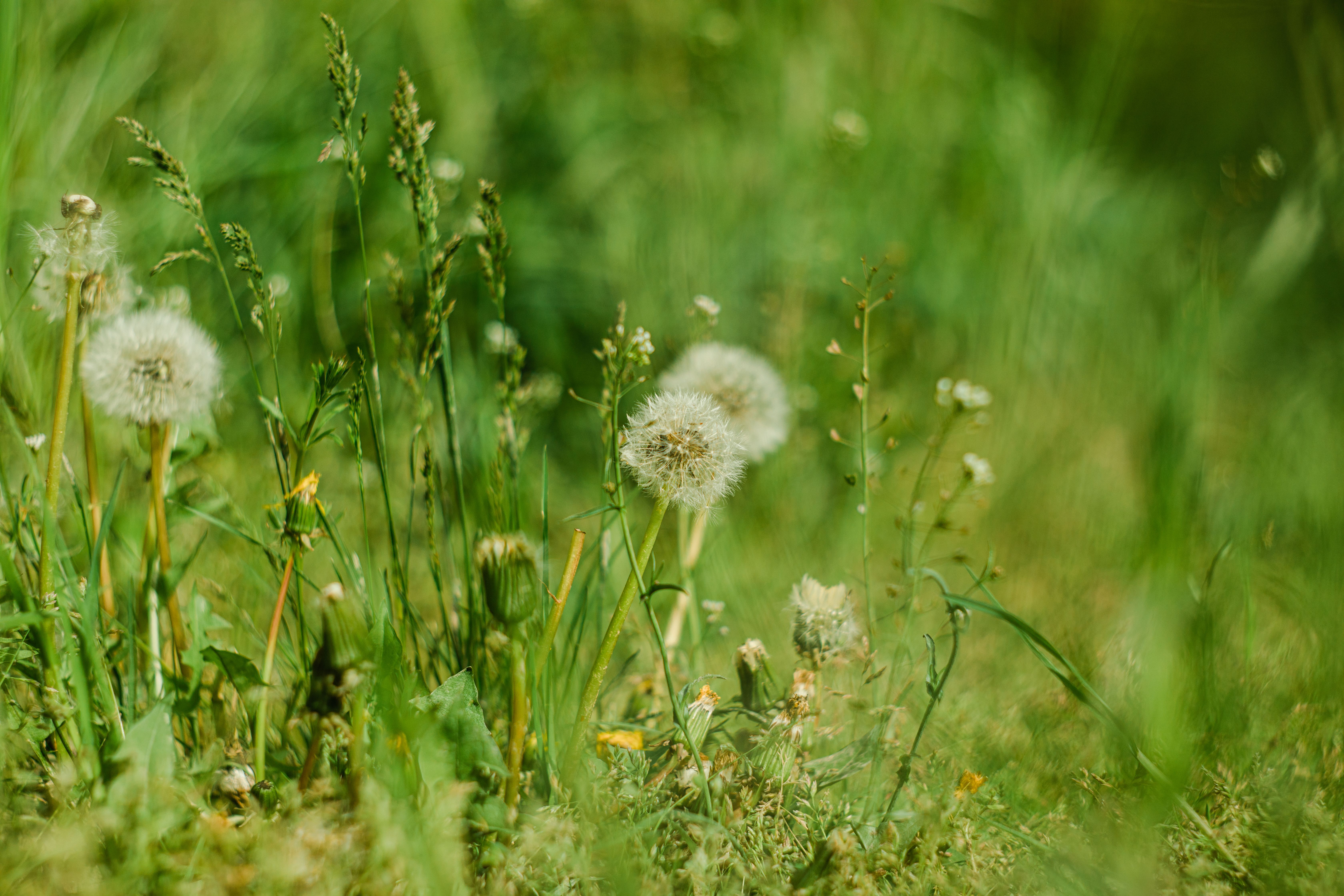Dandelions in Meadow · Free Stock Photo