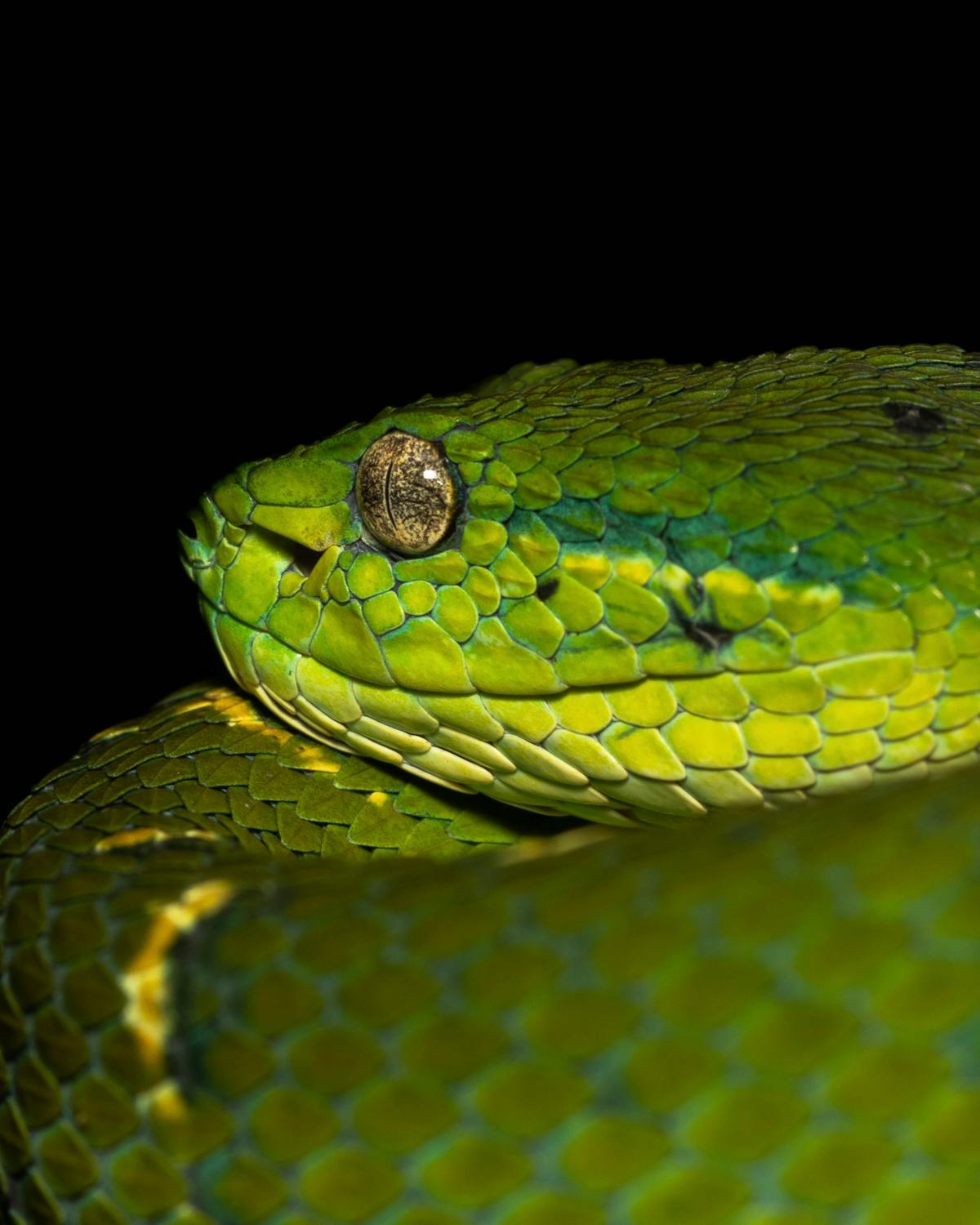 Green Snake Background Photos, Download The BEST Free Green Snake ...