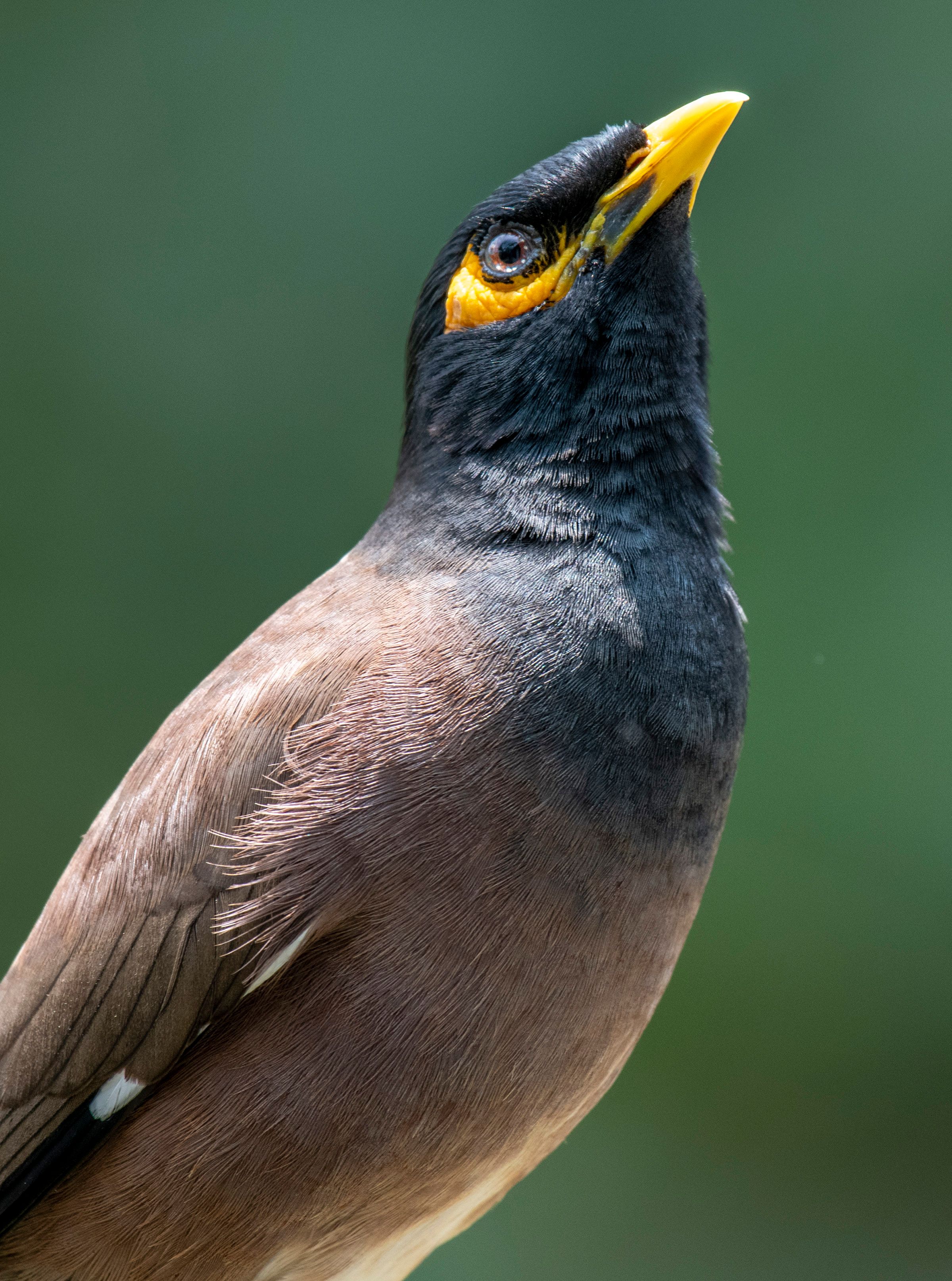 Bird Head in Grasses · Free Stock Photo