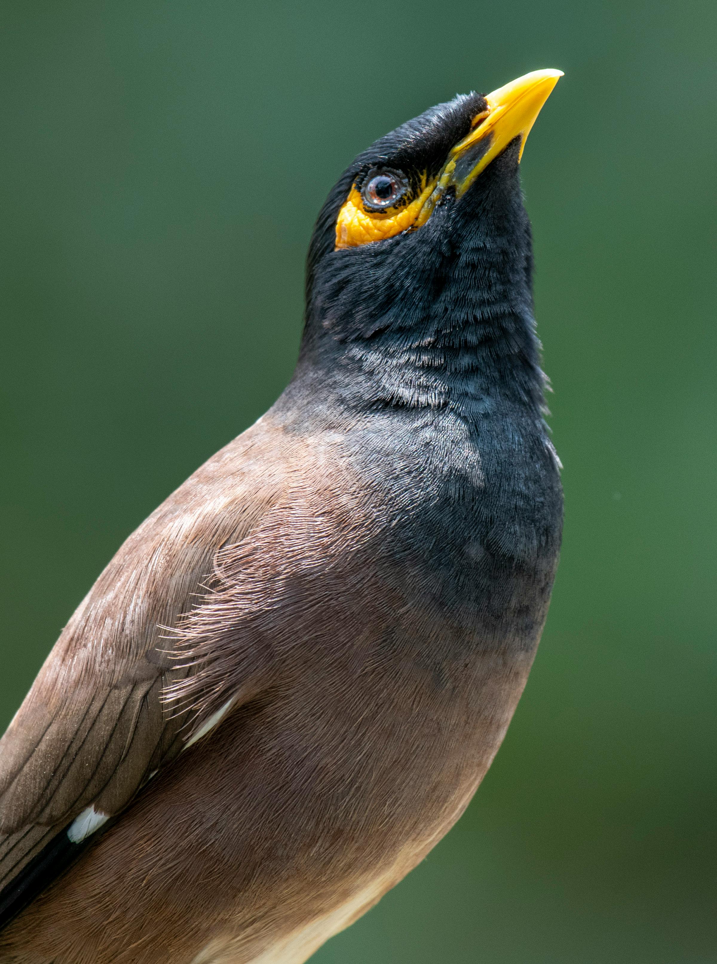 Close up of Mynah · Free Stock Photo