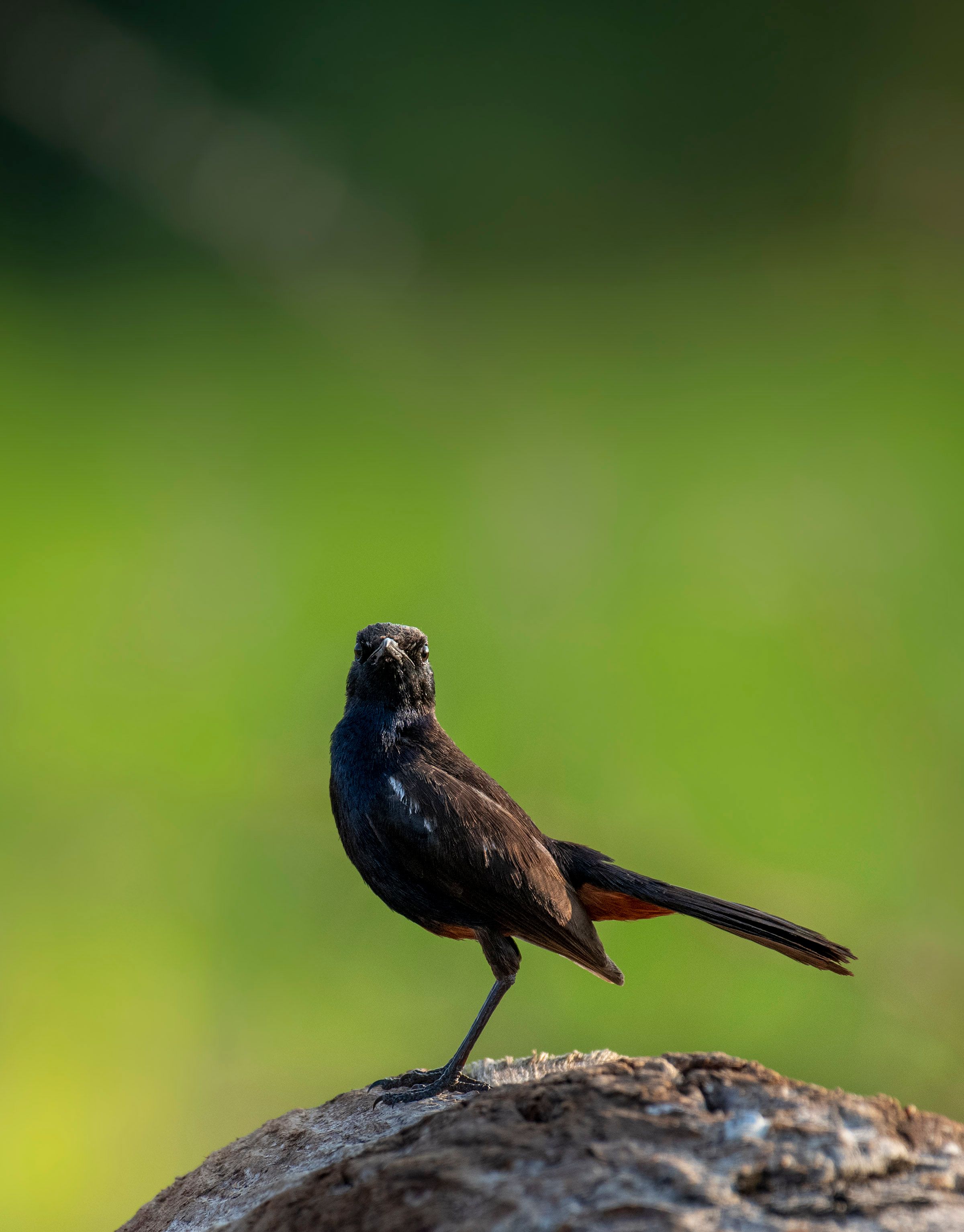 Close up of Indian Robin · Free Stock Photo