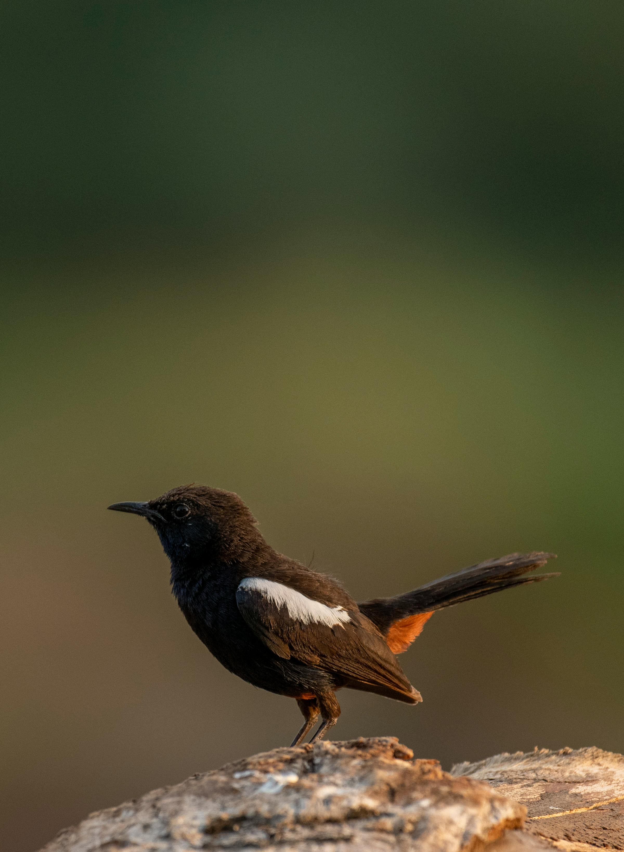 Indian Robin Photos, Download The BEST Free Indian Robin Stock Photos ...