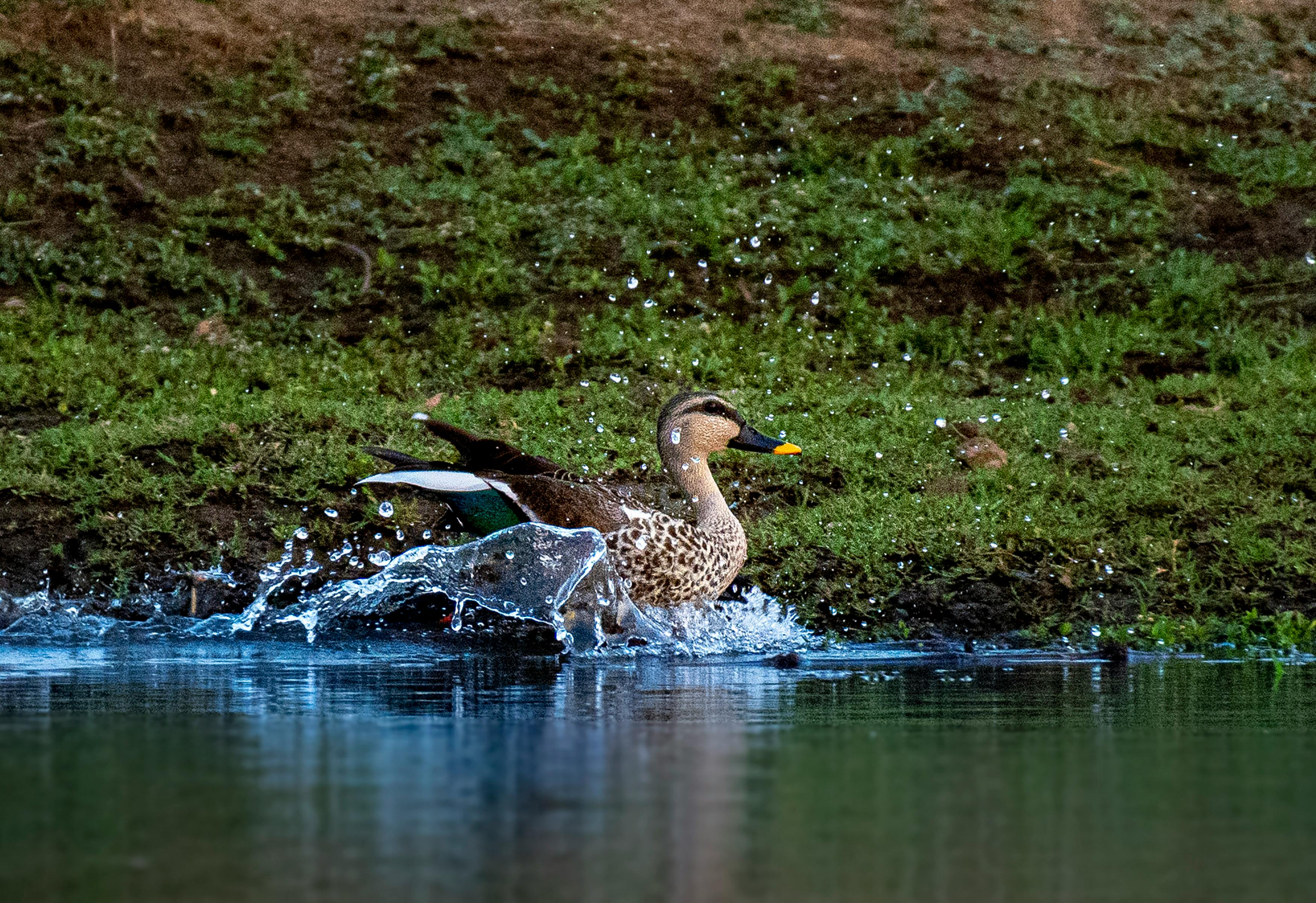 Duck Splashing Water · Free Stock Photo