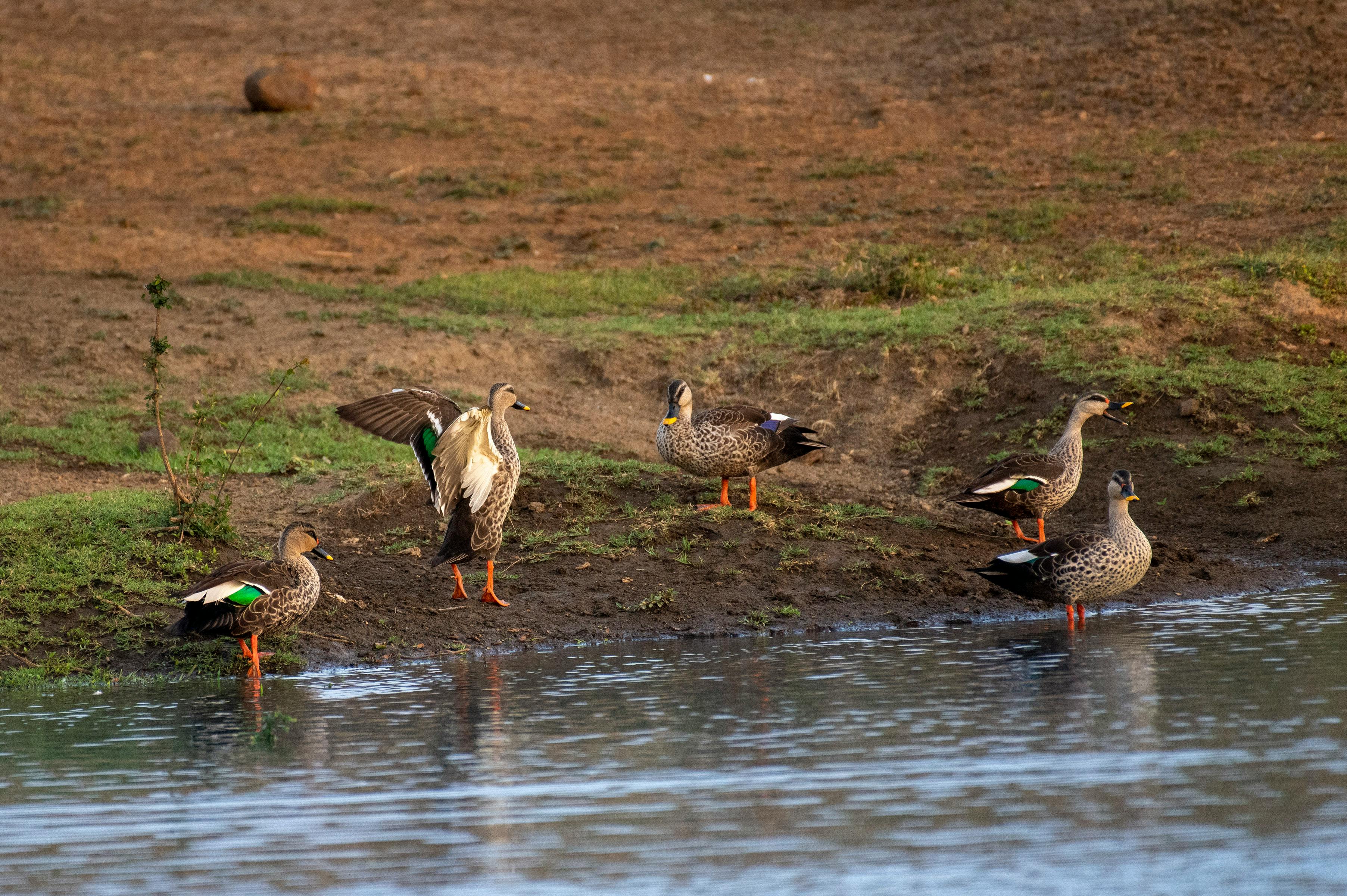 Birds Cripping Photos, Download The BEST Free Birds Cripping Stock ...