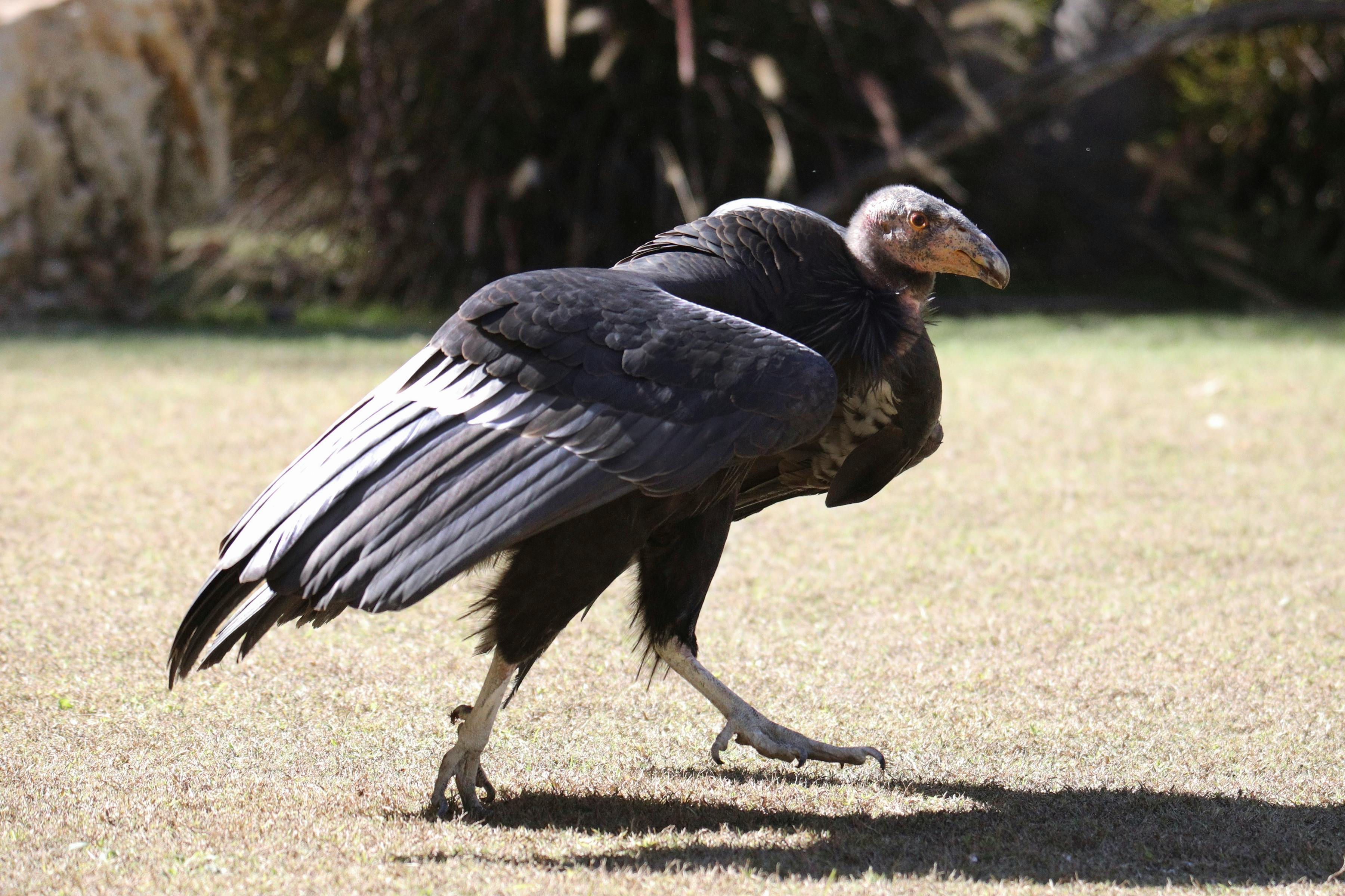 Indian Vulture Bird Photos, Download The BEST Free Indian Vulture Bird ...