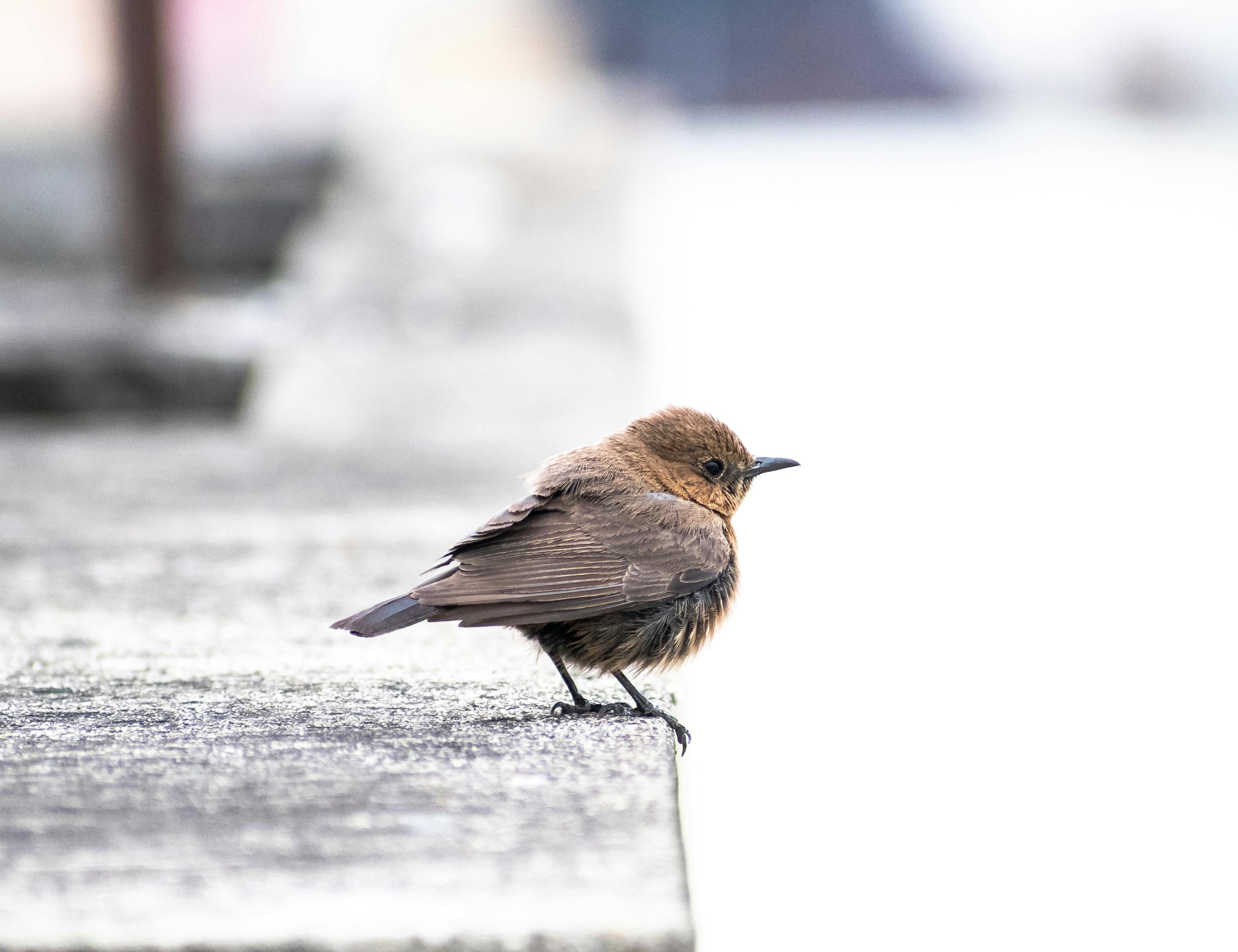 Close-up of a Small Bird · Free Stock Photo