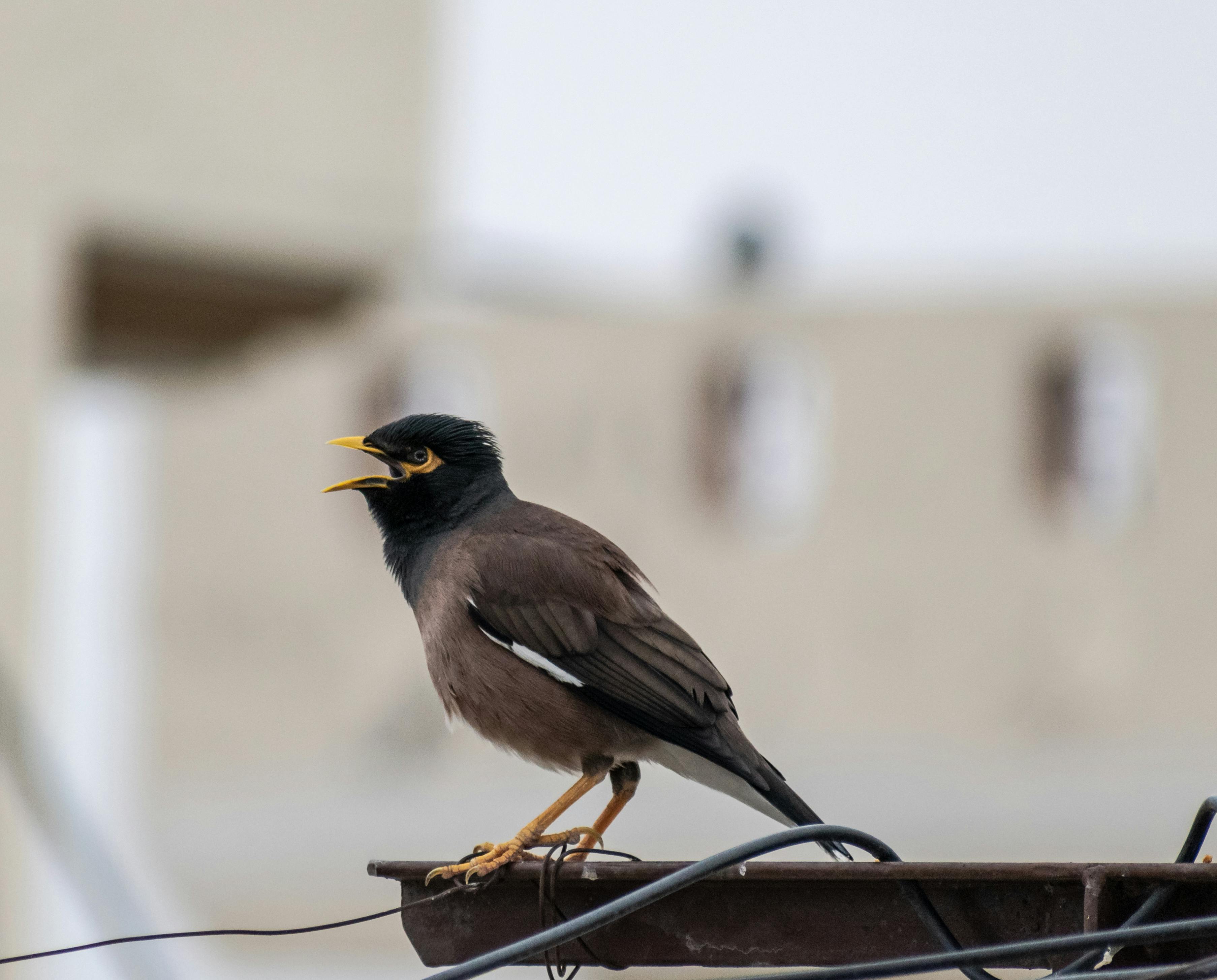 Myna with Beak Open · Free Stock Photo