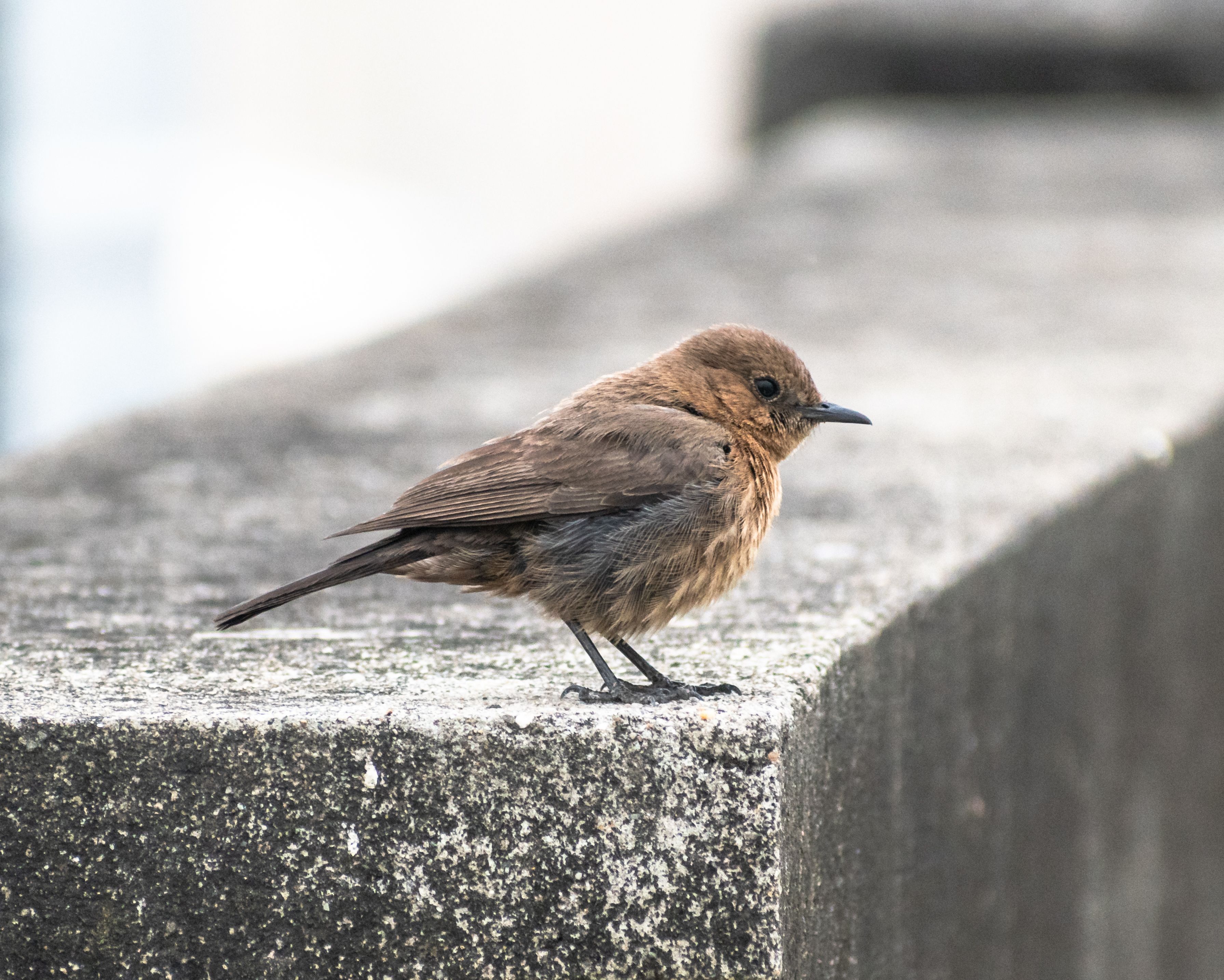 Close-up of a Small Bird · Free Stock Photo