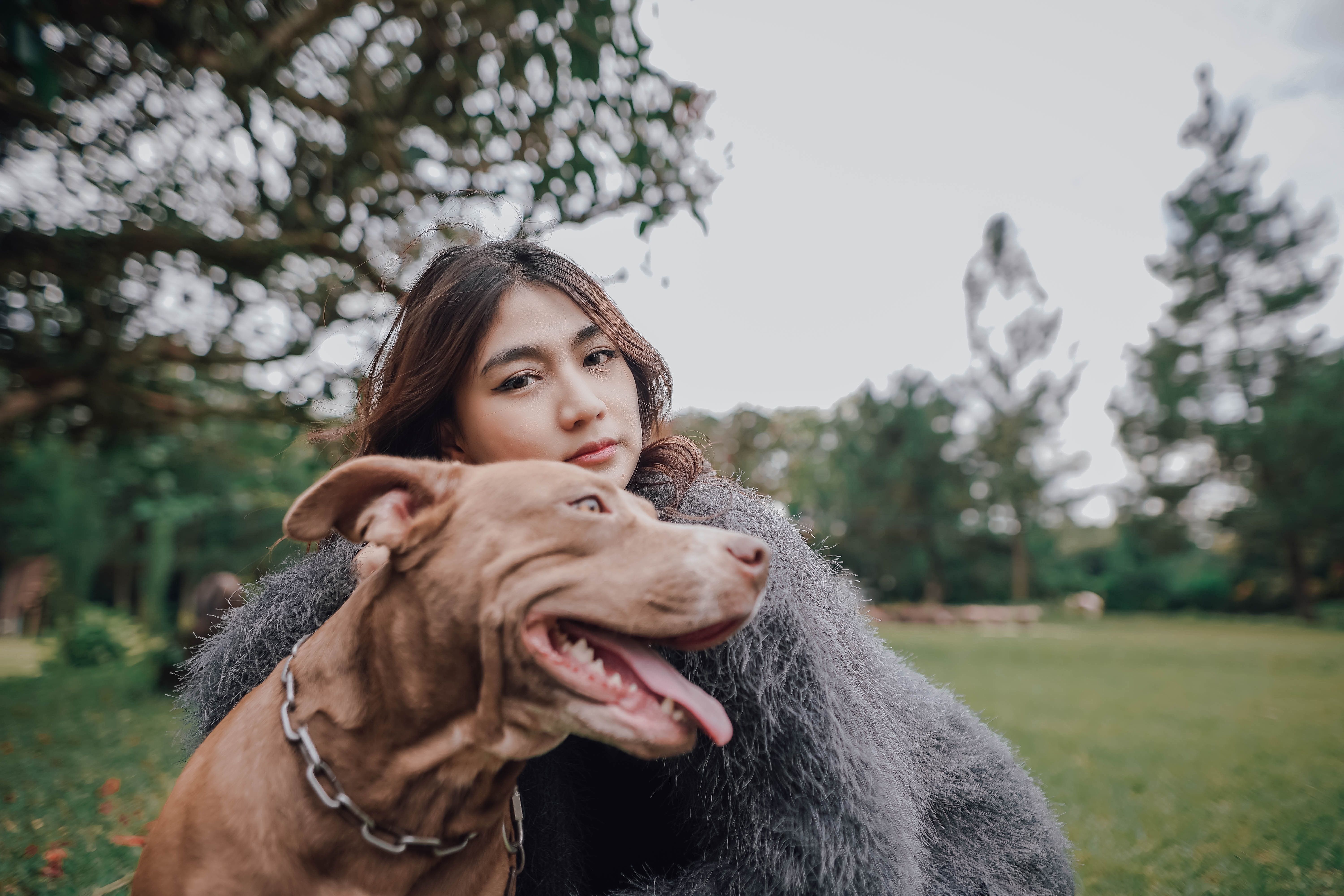 A Dog on a Leash · Free Stock Photo