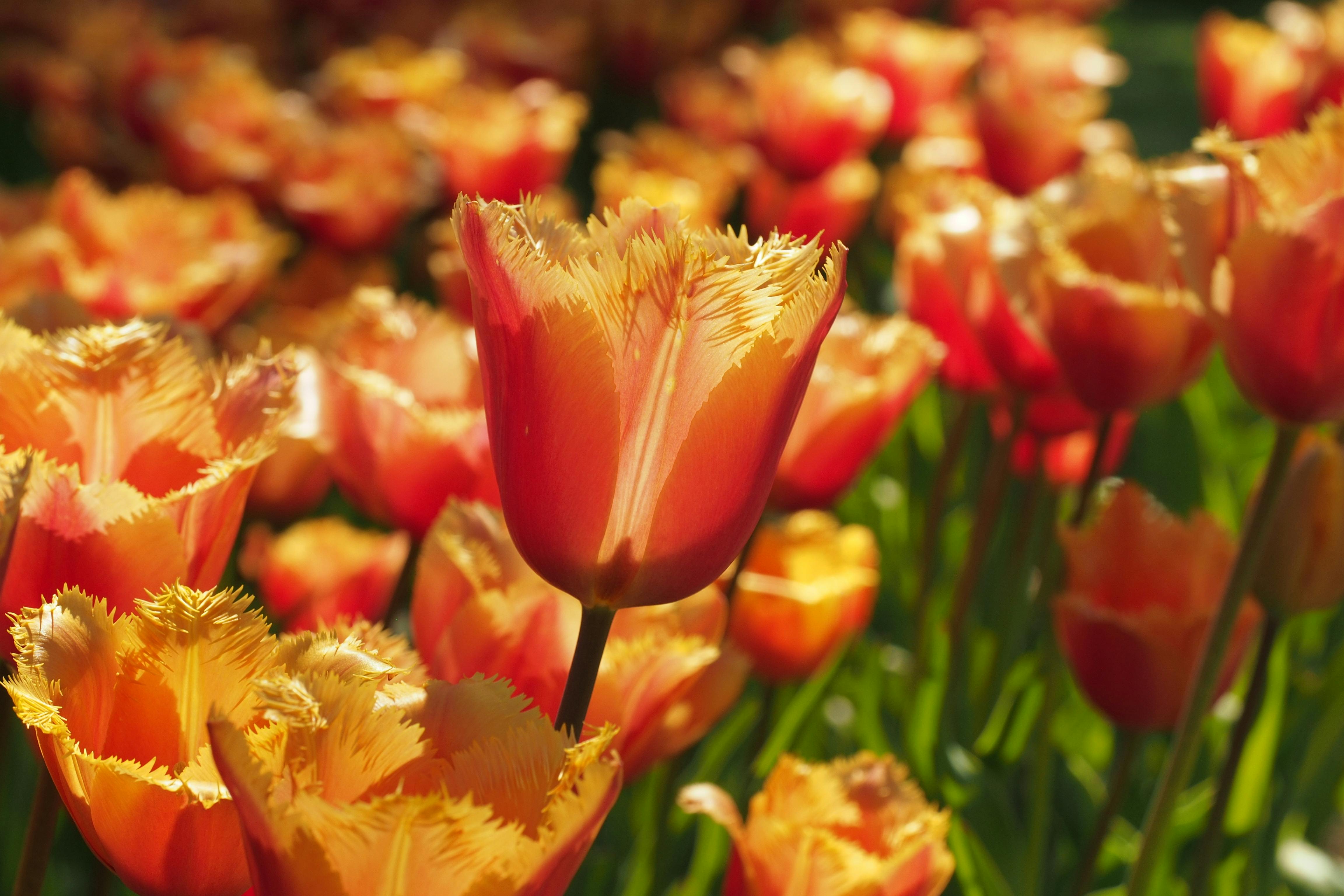 Close-up of Red Lambada Fringed Tulips · Free Stock Photo