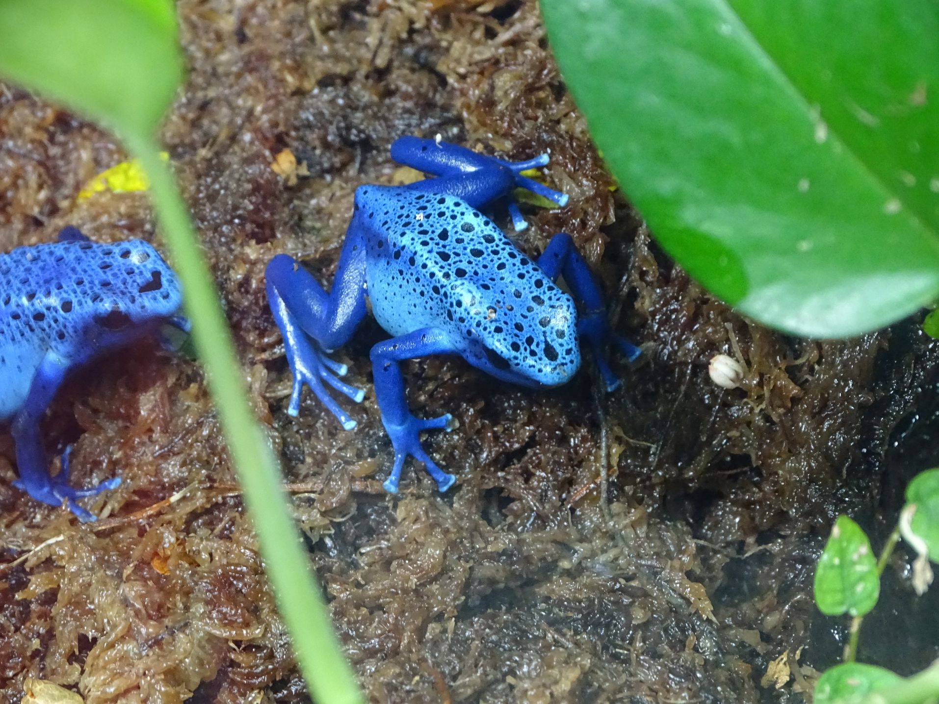 Dendrobates Tinctorius Care & Conservation Guide