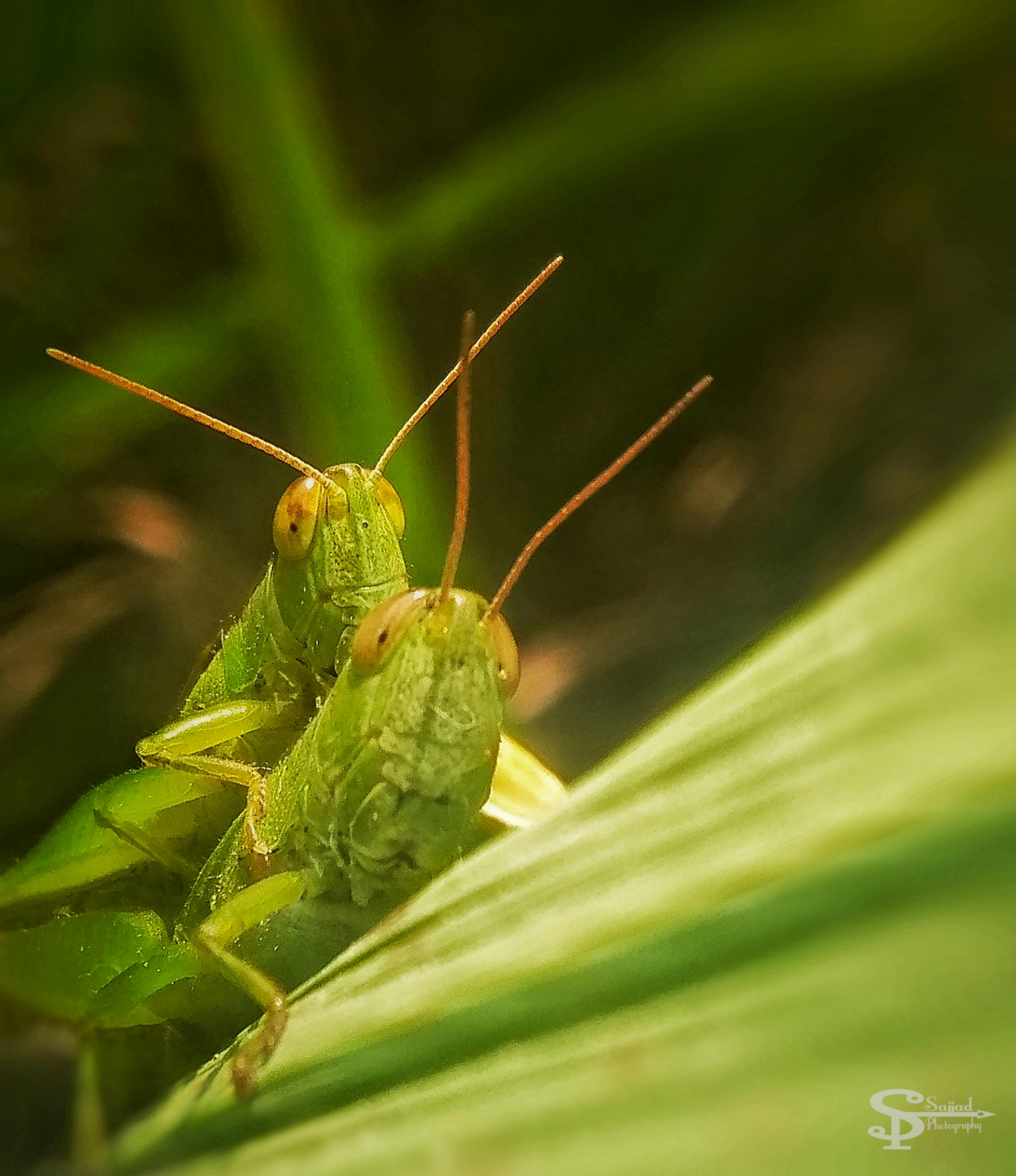 Md Sajjad Hossain · Photography