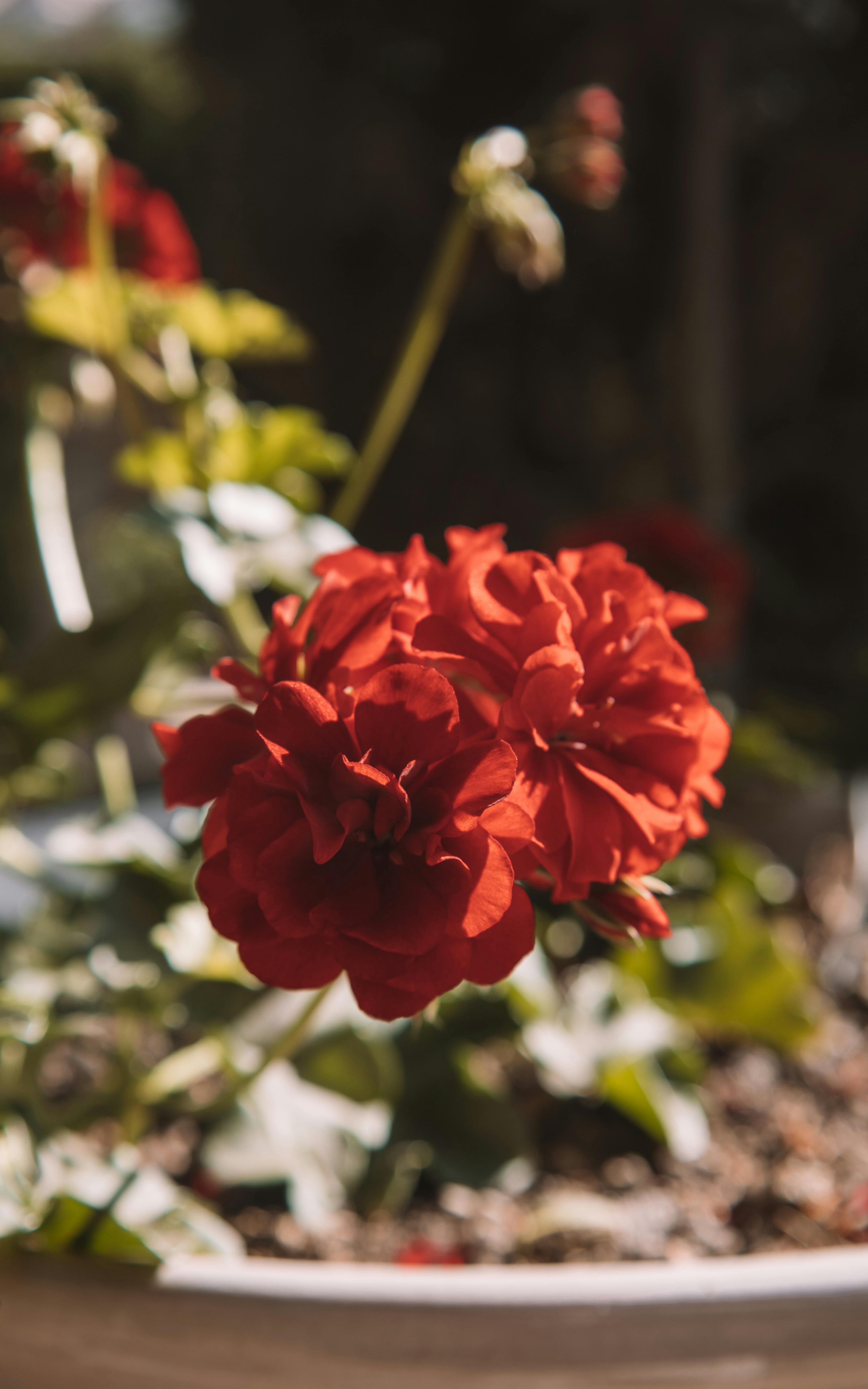 Red Semicircle Photos, Download The BEST Free Red Semicircle Stock ...