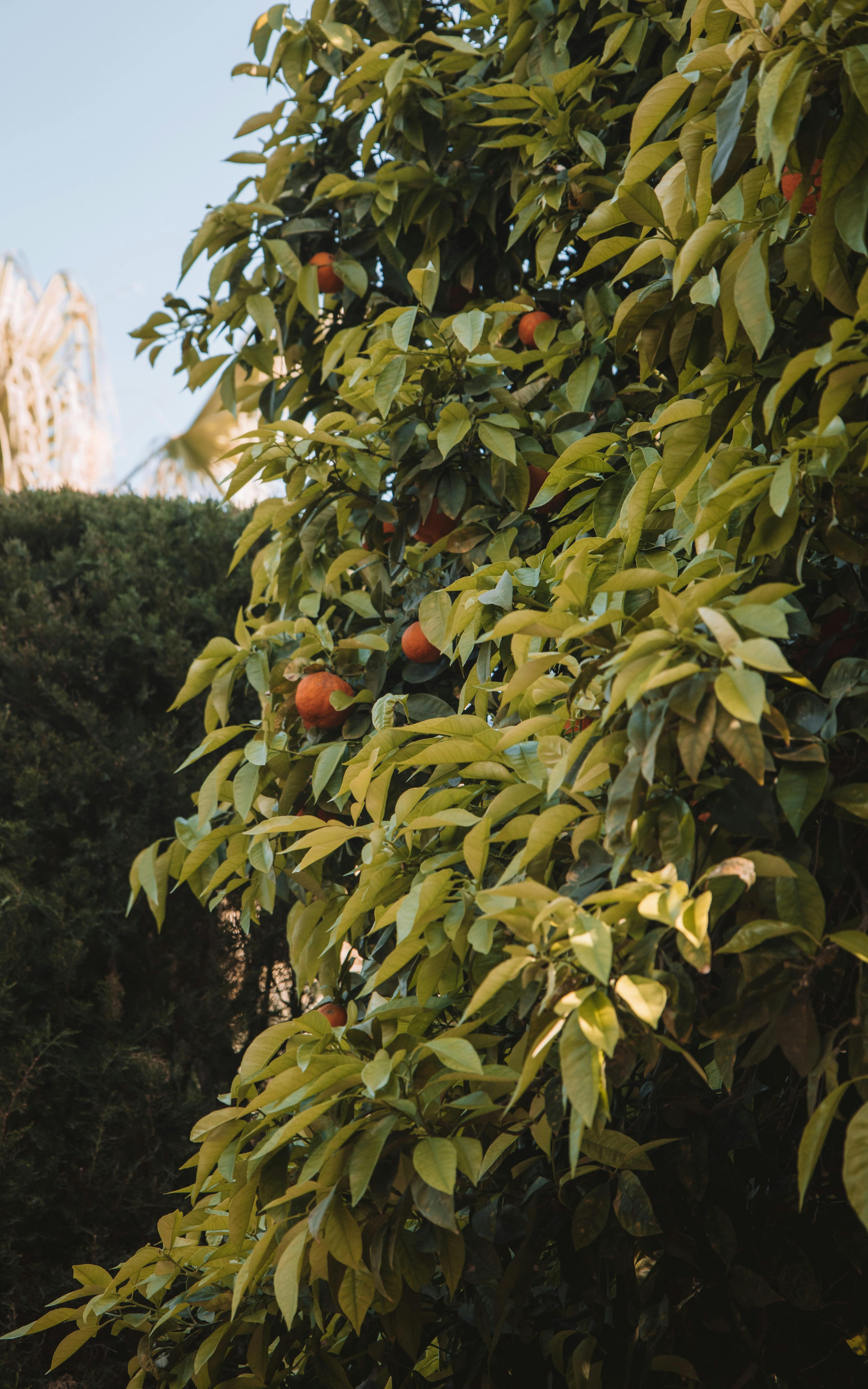 Branches of Madarin Tree · Free Stock Photo
