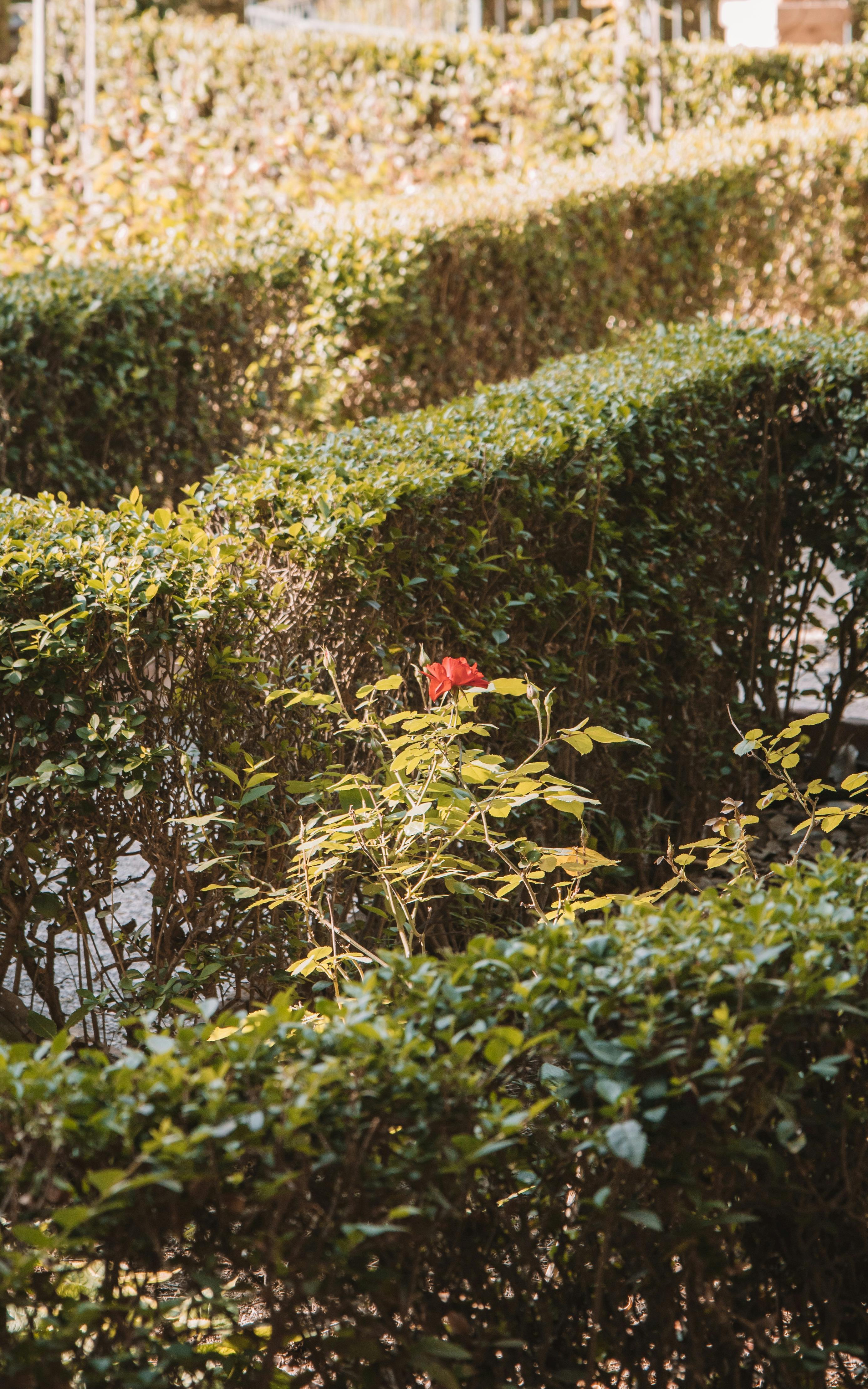 Green leaves - Privet / Ligustrum · Free Stock Photo