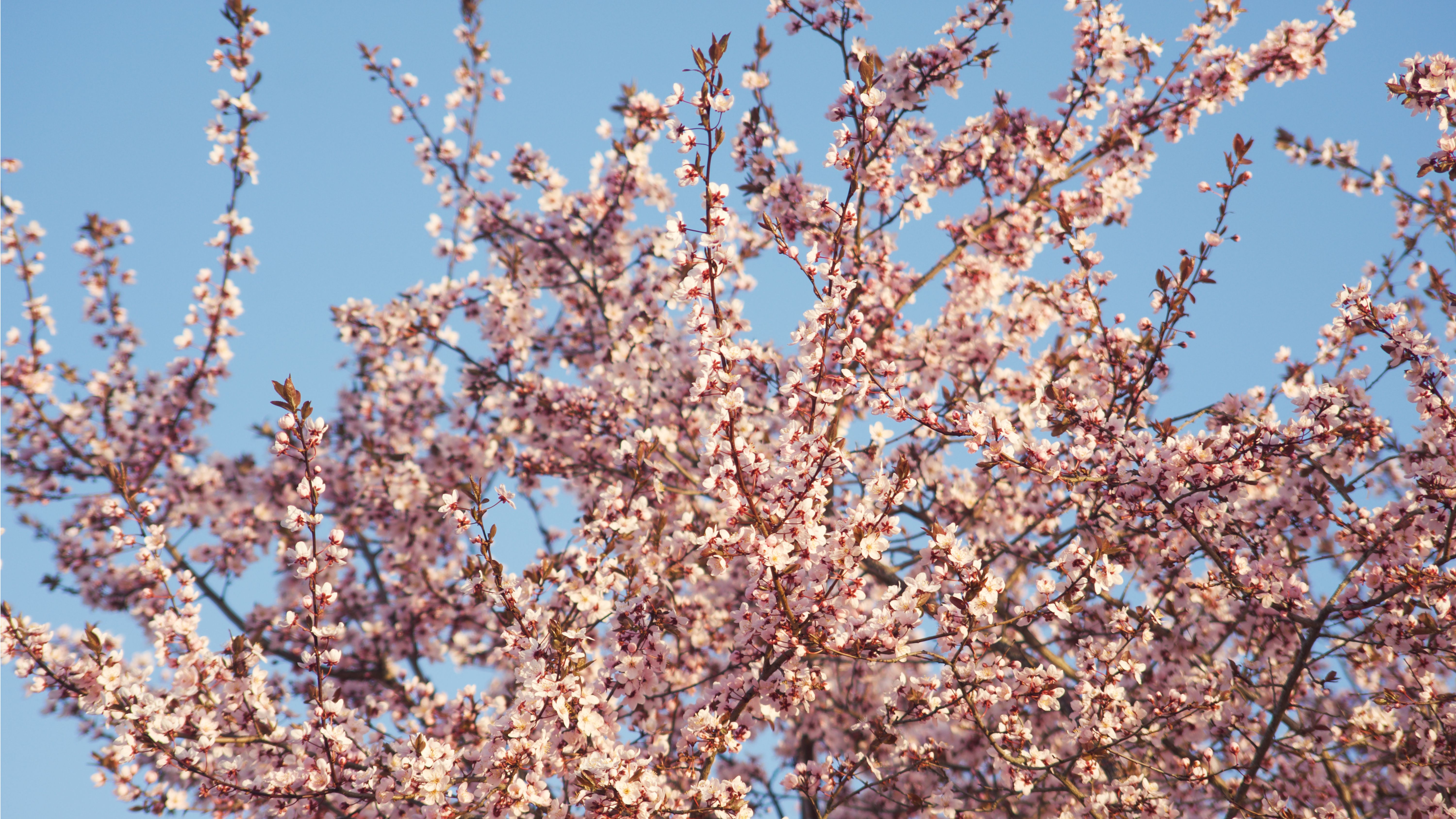 Closeup Of Cherry Blossoms In Nature Photos, Download The BEST Free ...