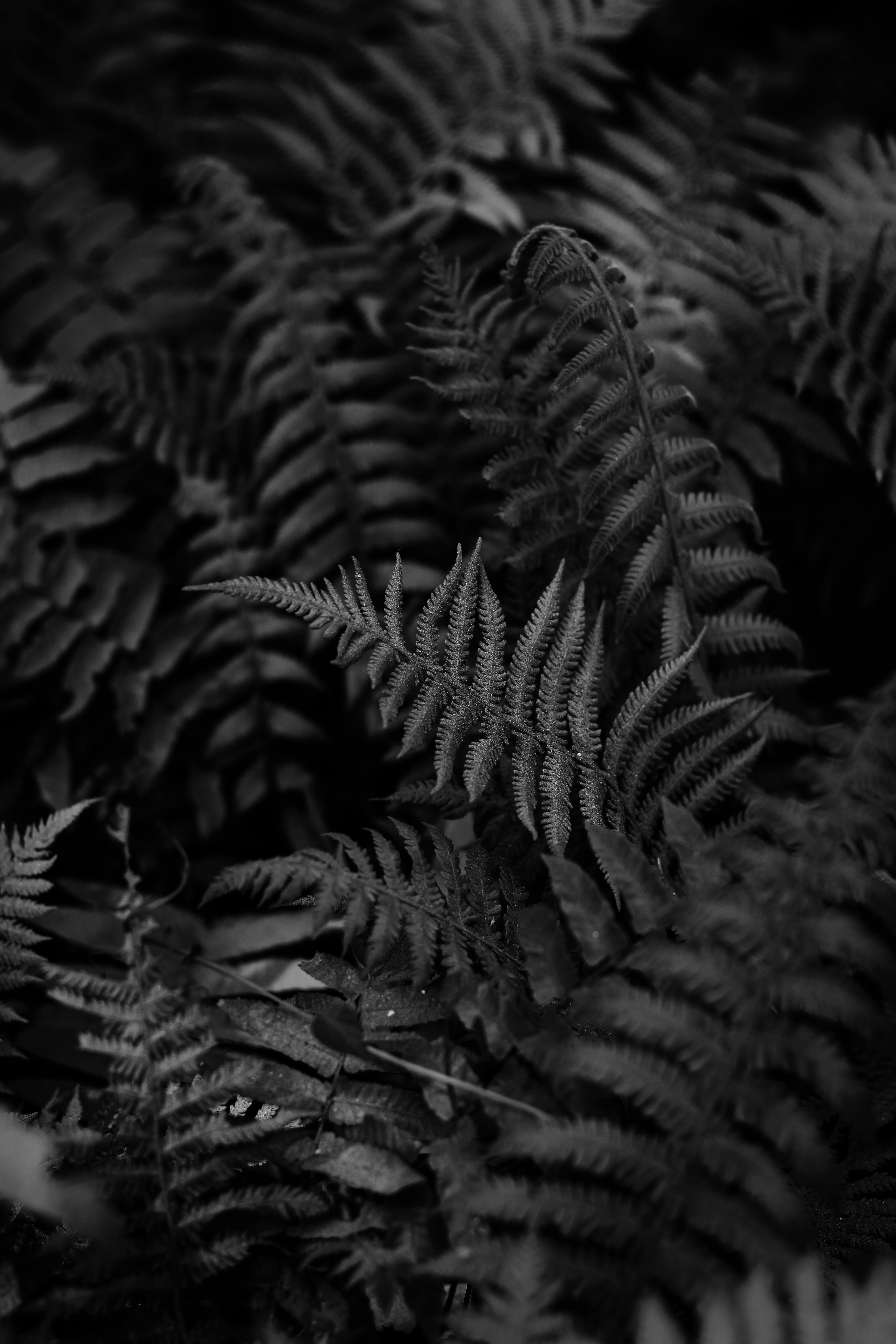 Fern Symbolism Photos, Download The BEST Free Fern Symbolism Stock ...