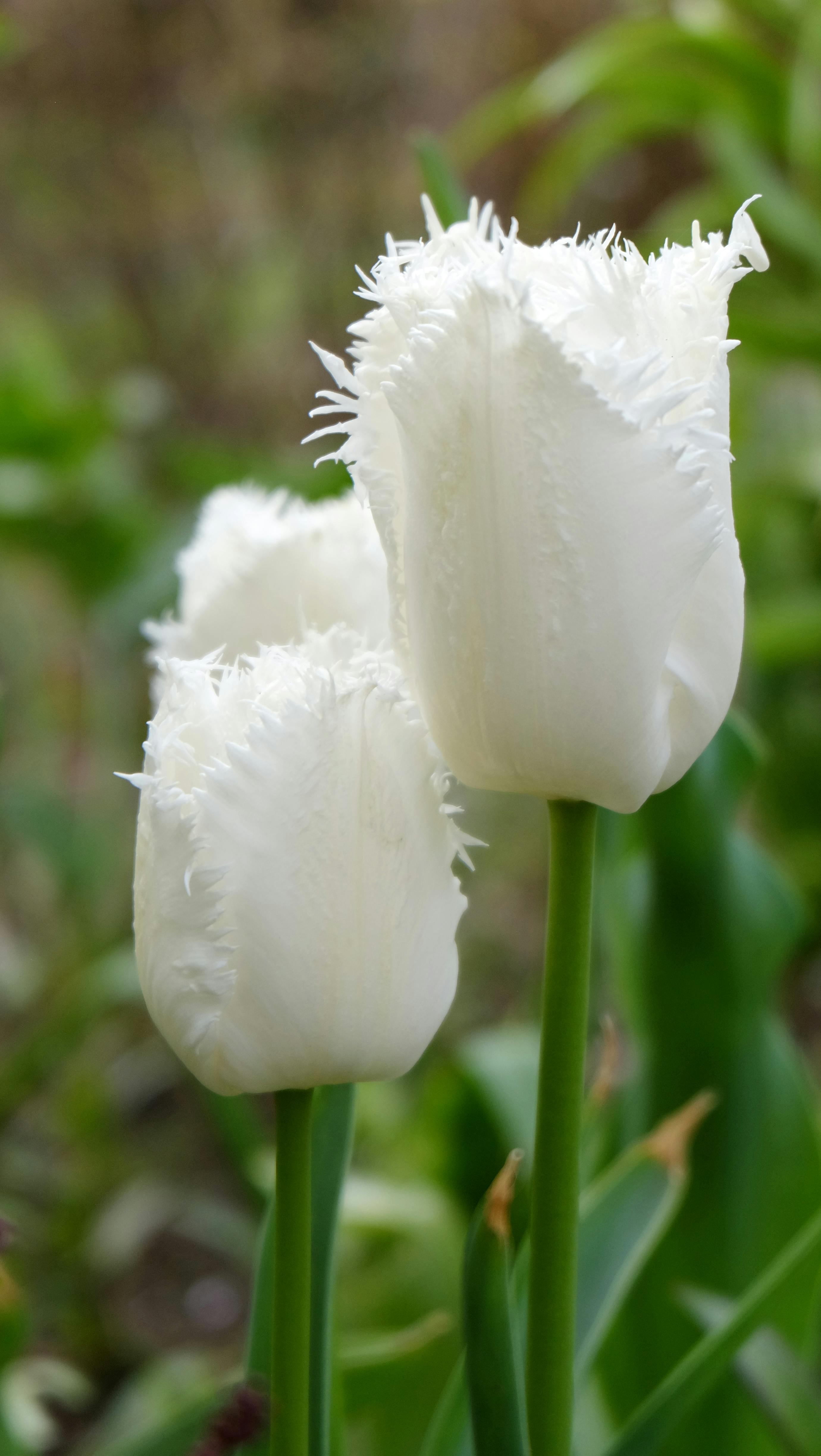 Foto de stock gratuita sobre al aire libre, amapolas, amarillo, arco ...