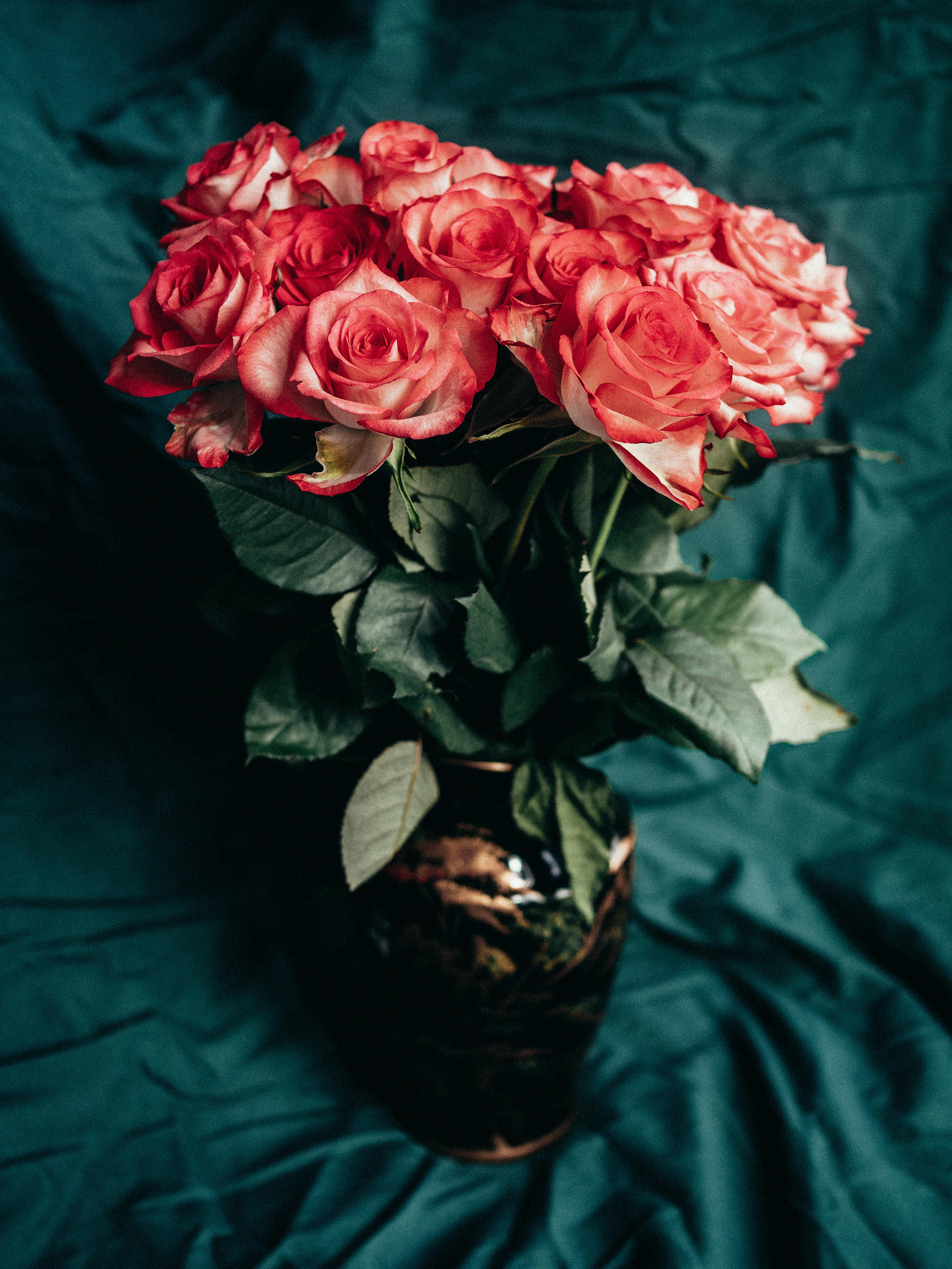 Assorted Color of Rose Flowers · Free Stock Photo