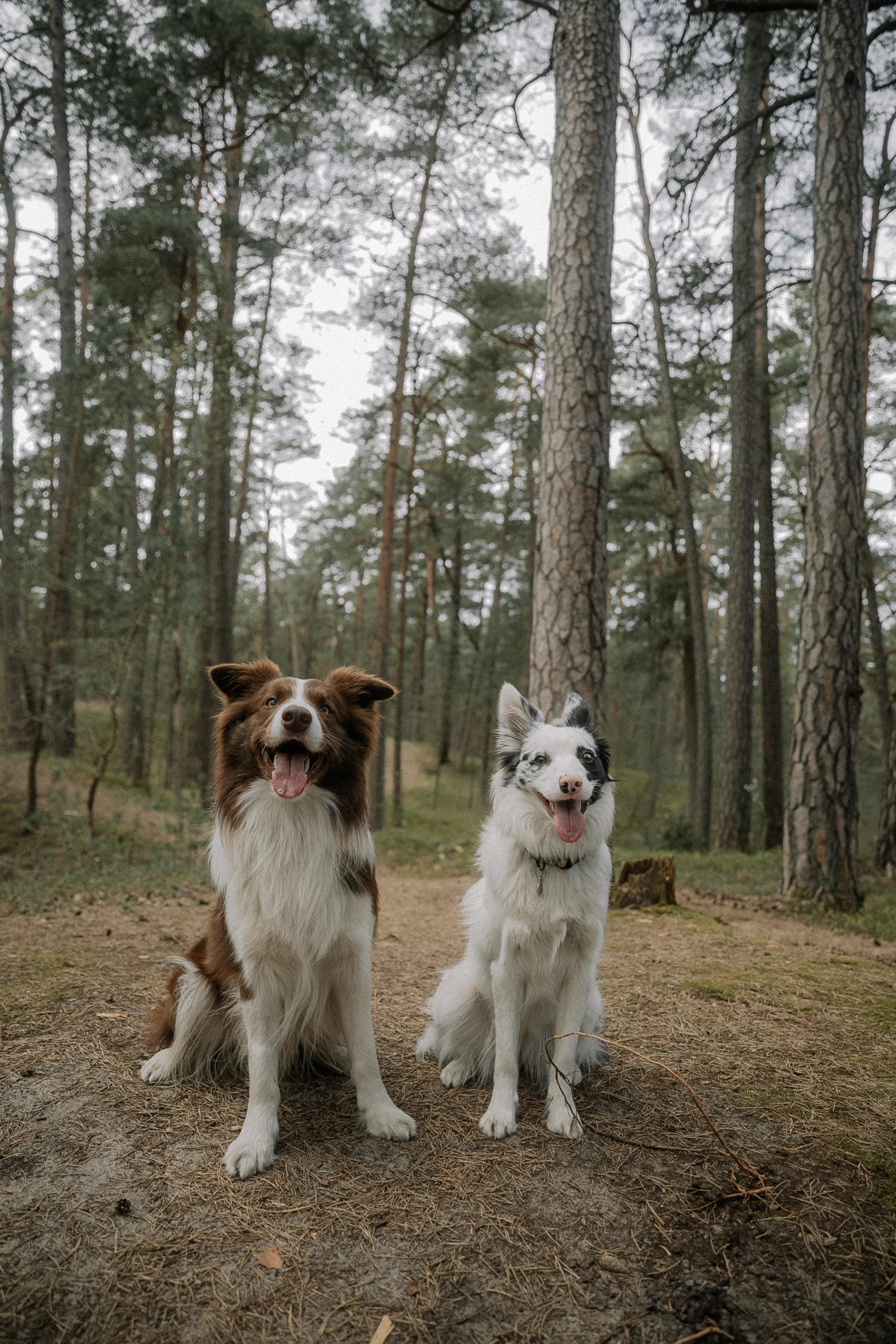 Dogs In Forest Photos, Download The BEST Free Dogs In Forest Stock ...