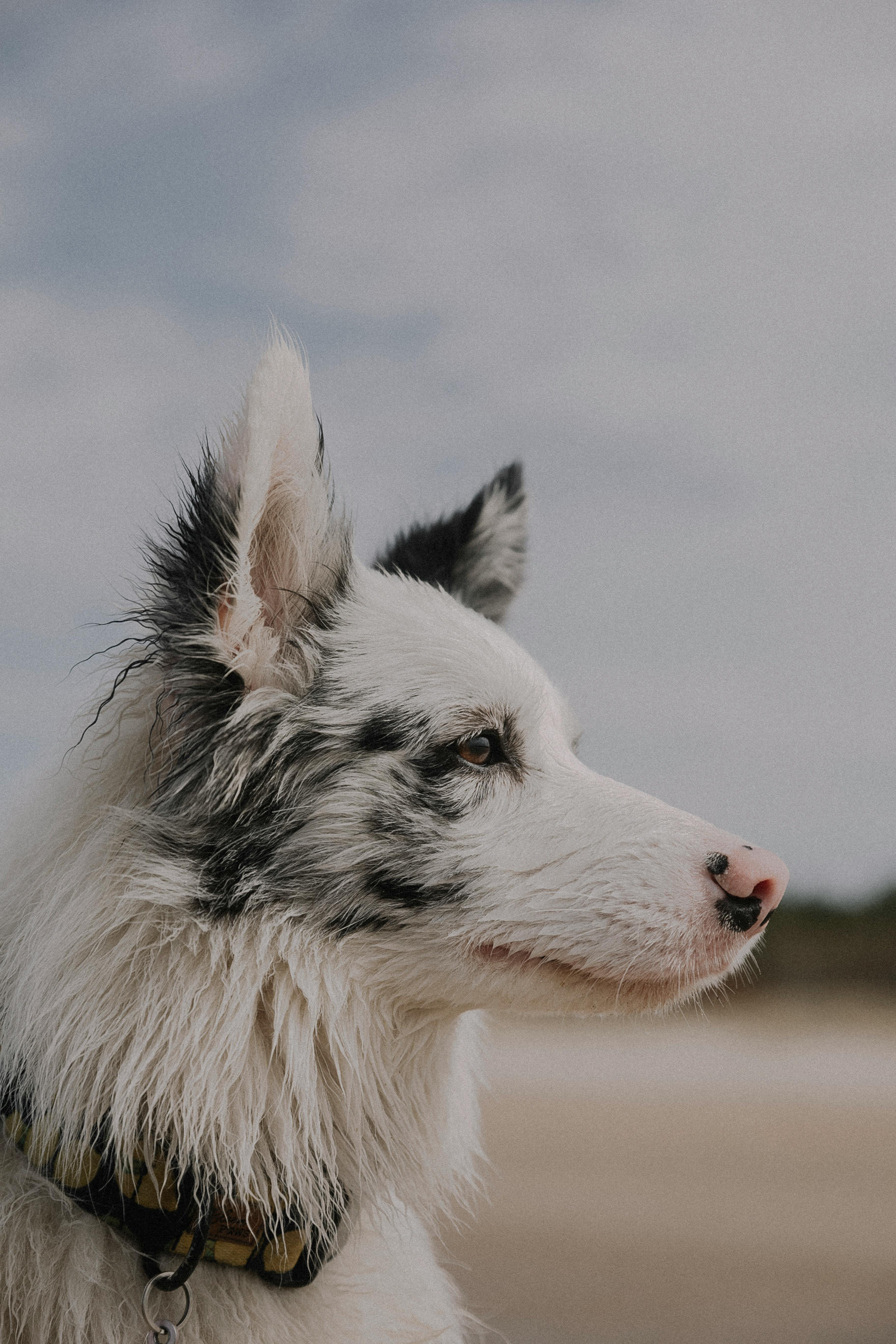 Close-up of a Black and White Border Collie · Free Stock Photo