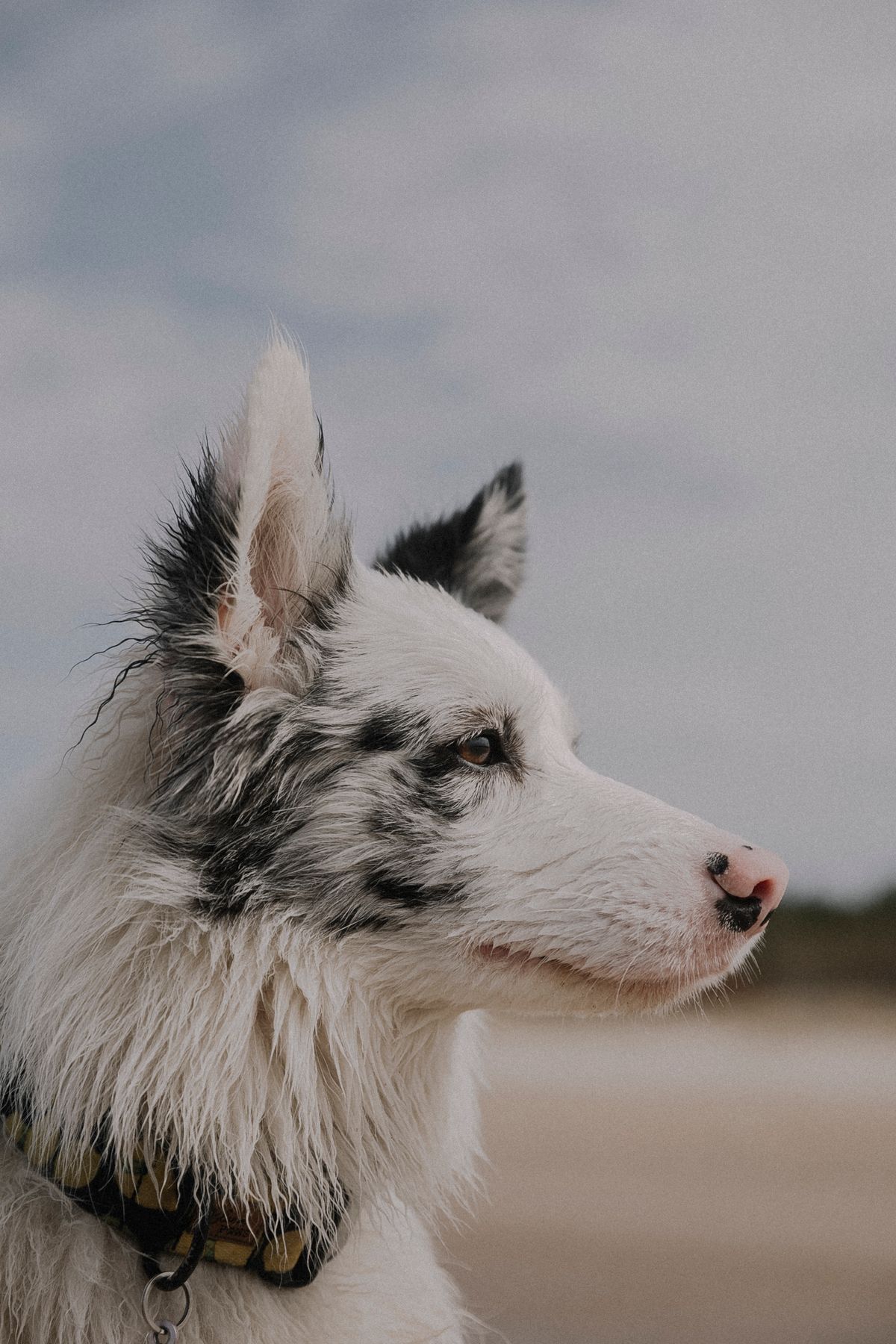 Black And White Collie Photos, Download The BEST Free Black And White ...