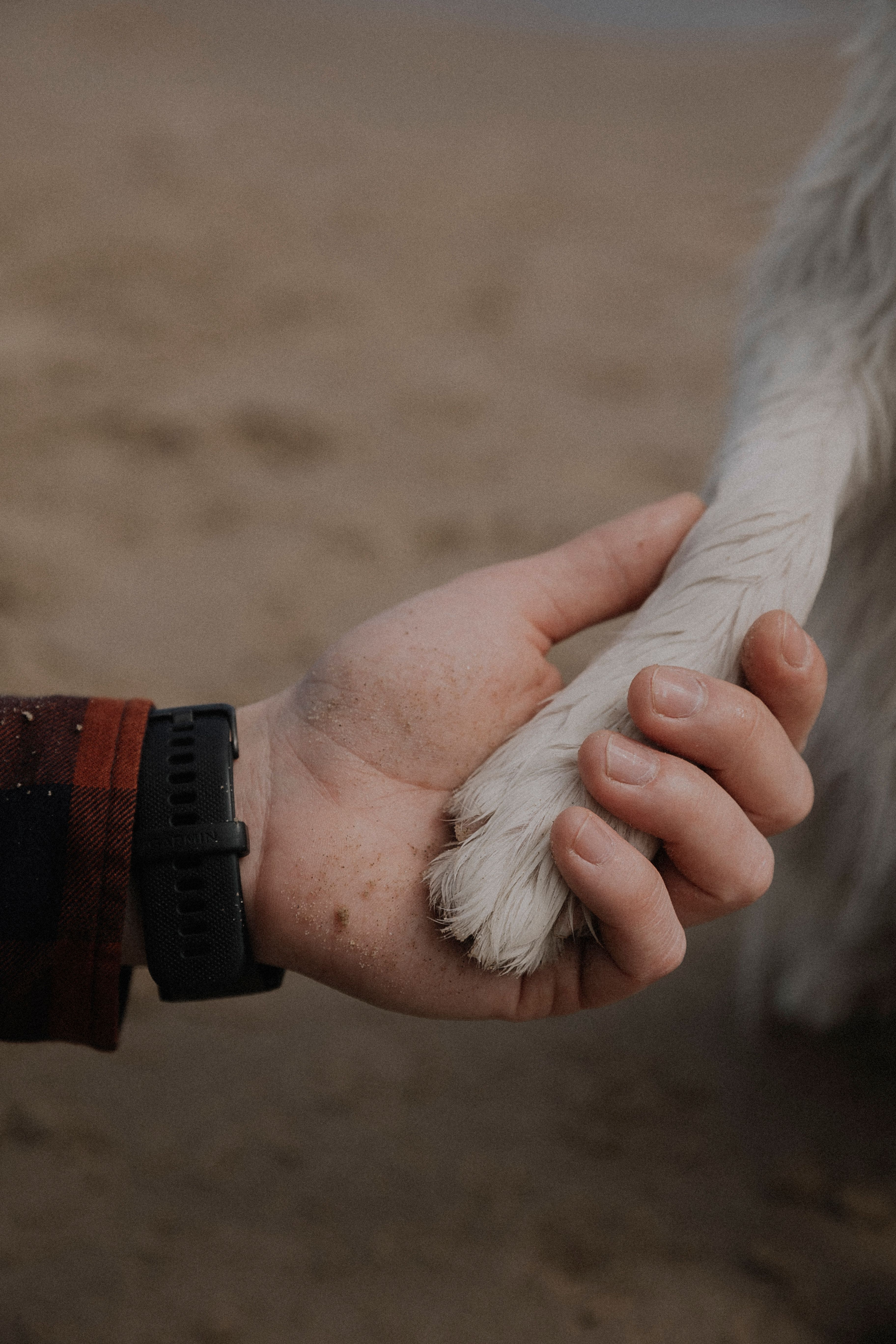 Dog Pawprint And Human Handprint Photos, Download The BEST Free Dog ...