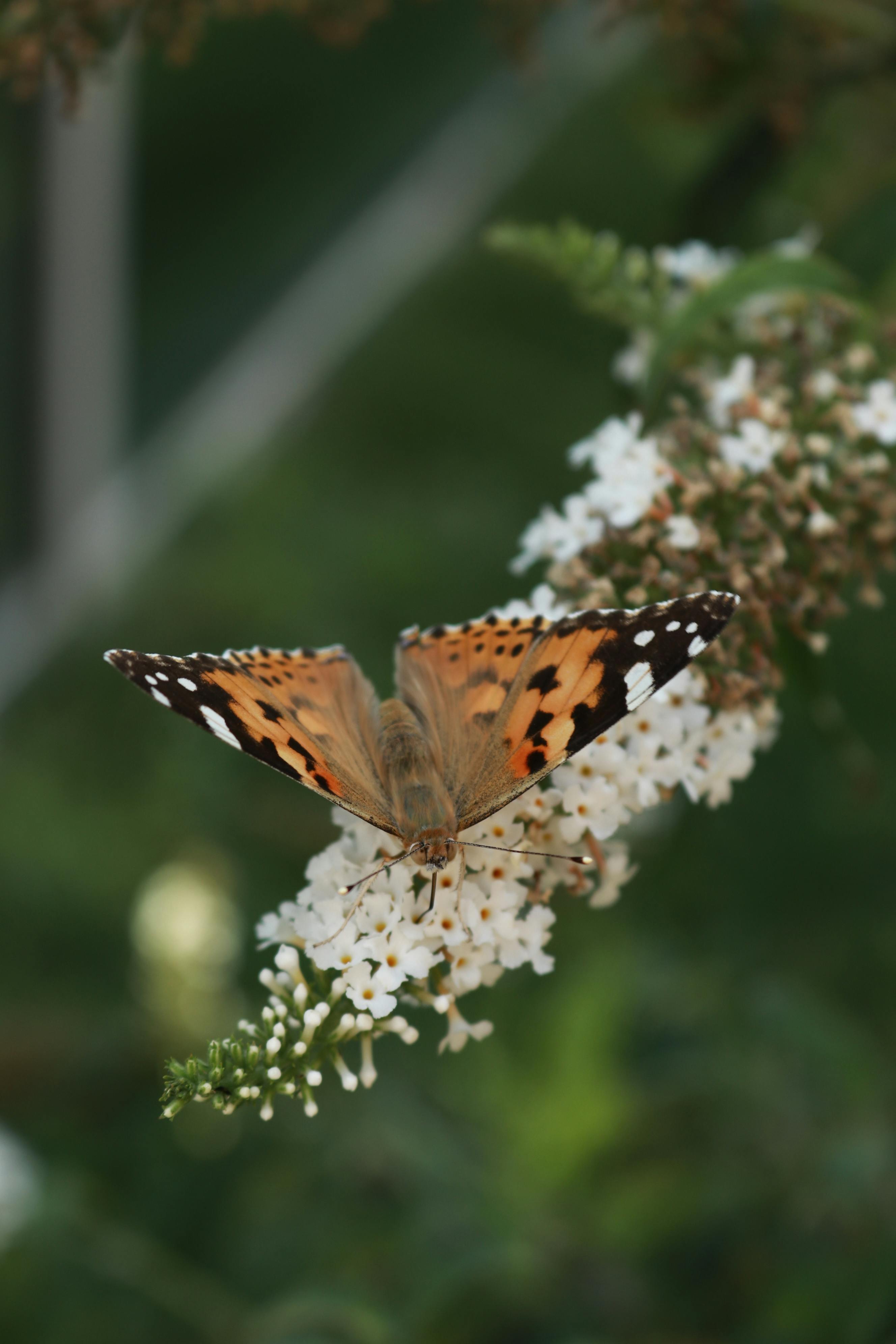 20,000+张最精彩的“Ink Painting”图片 · 100%免费下载 · Pexels素材图片