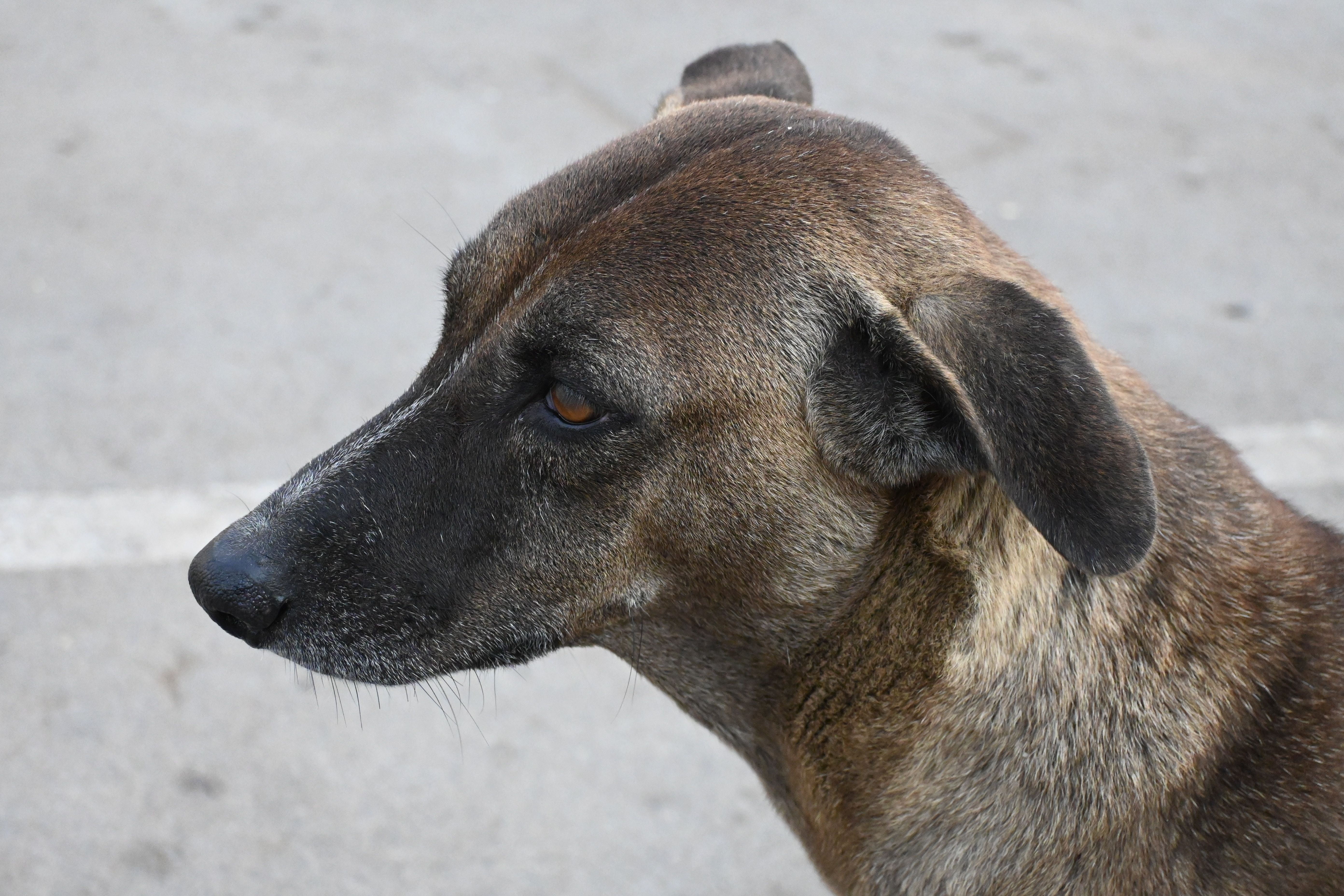 Woof Photos, Download The BEST Free Woof Stock Photos & HD Images