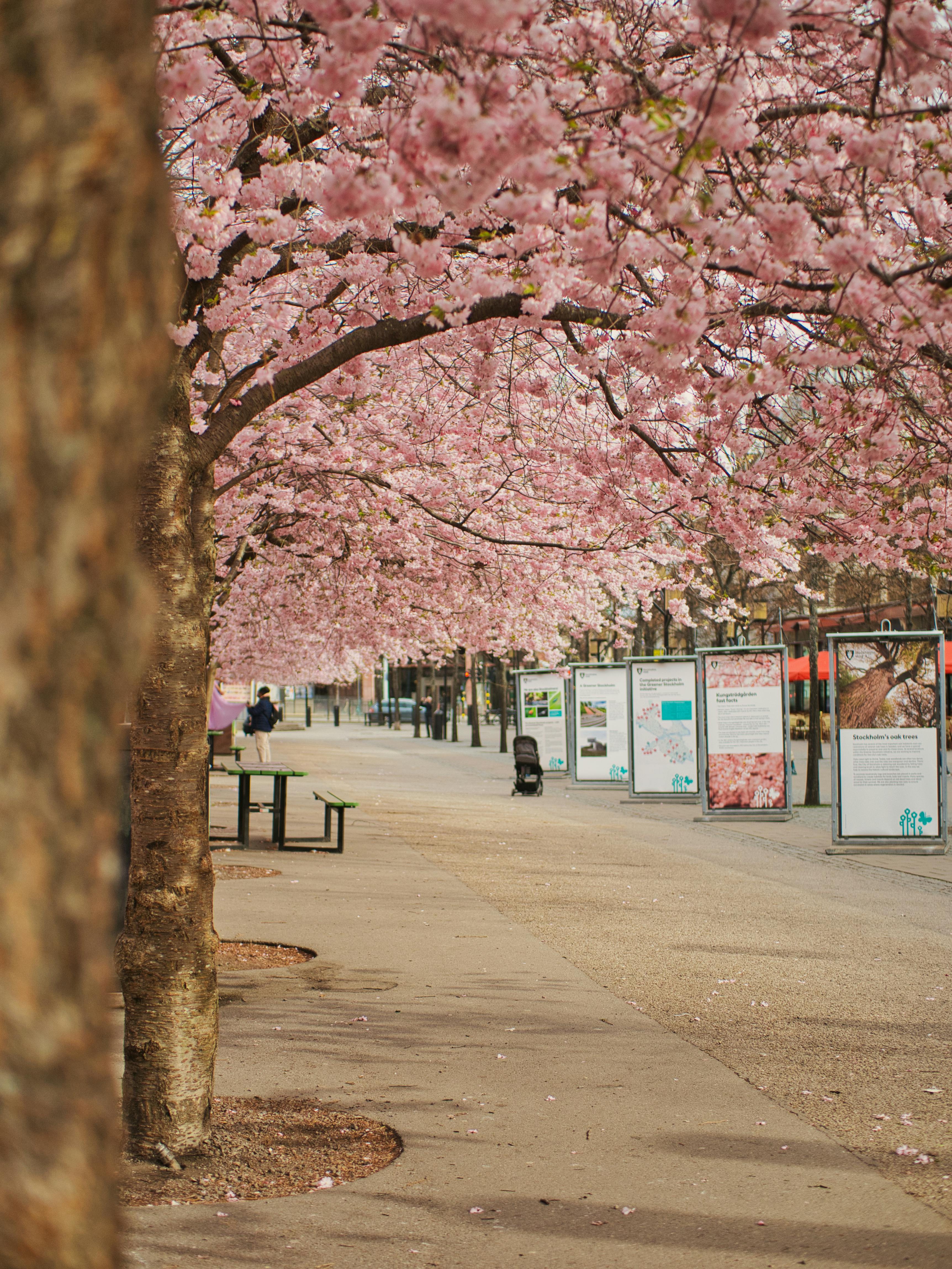 Pink Cherry Blossoms on Tree · Free Stock Photo