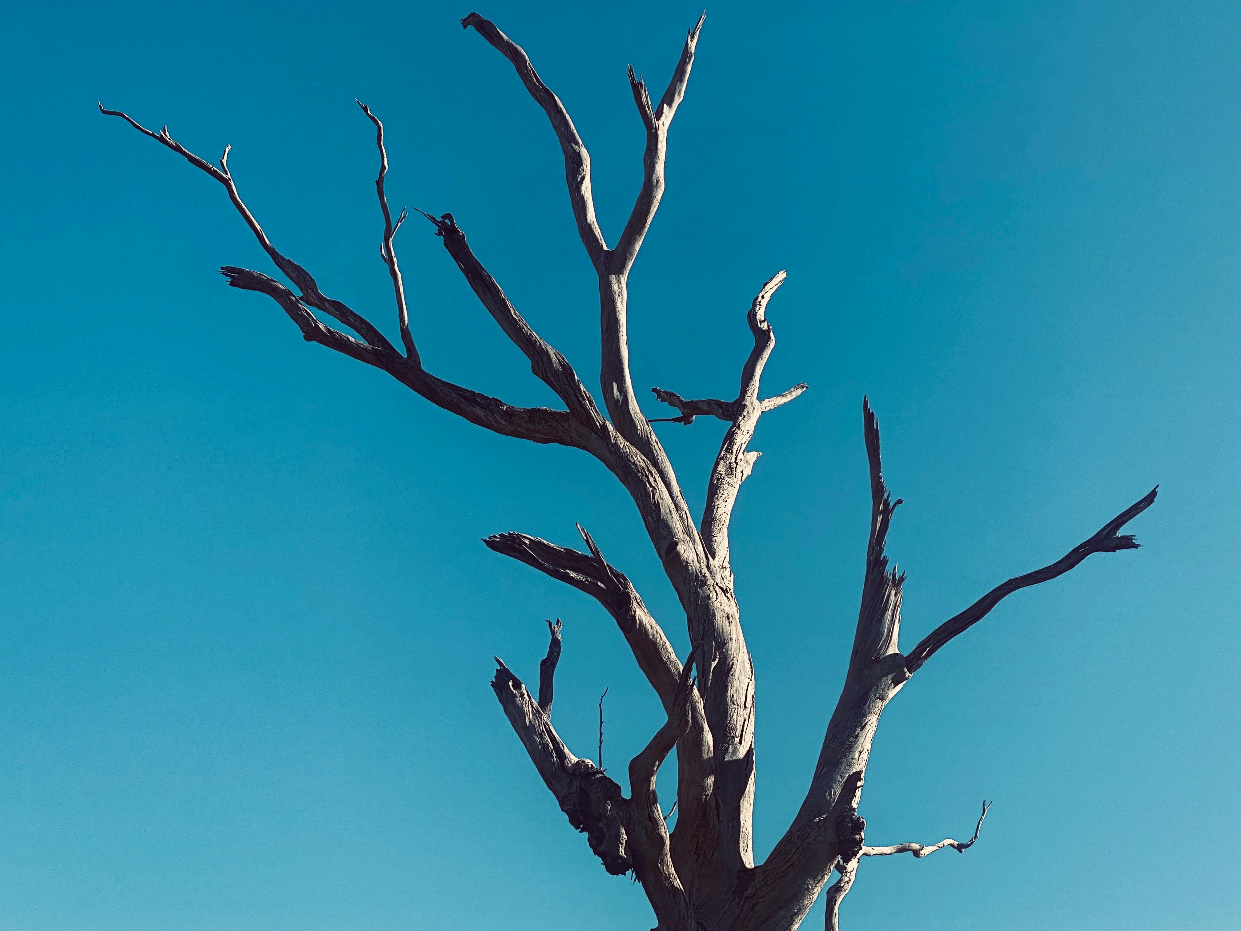 A Lonely Dry Tree · Free Stock Photo