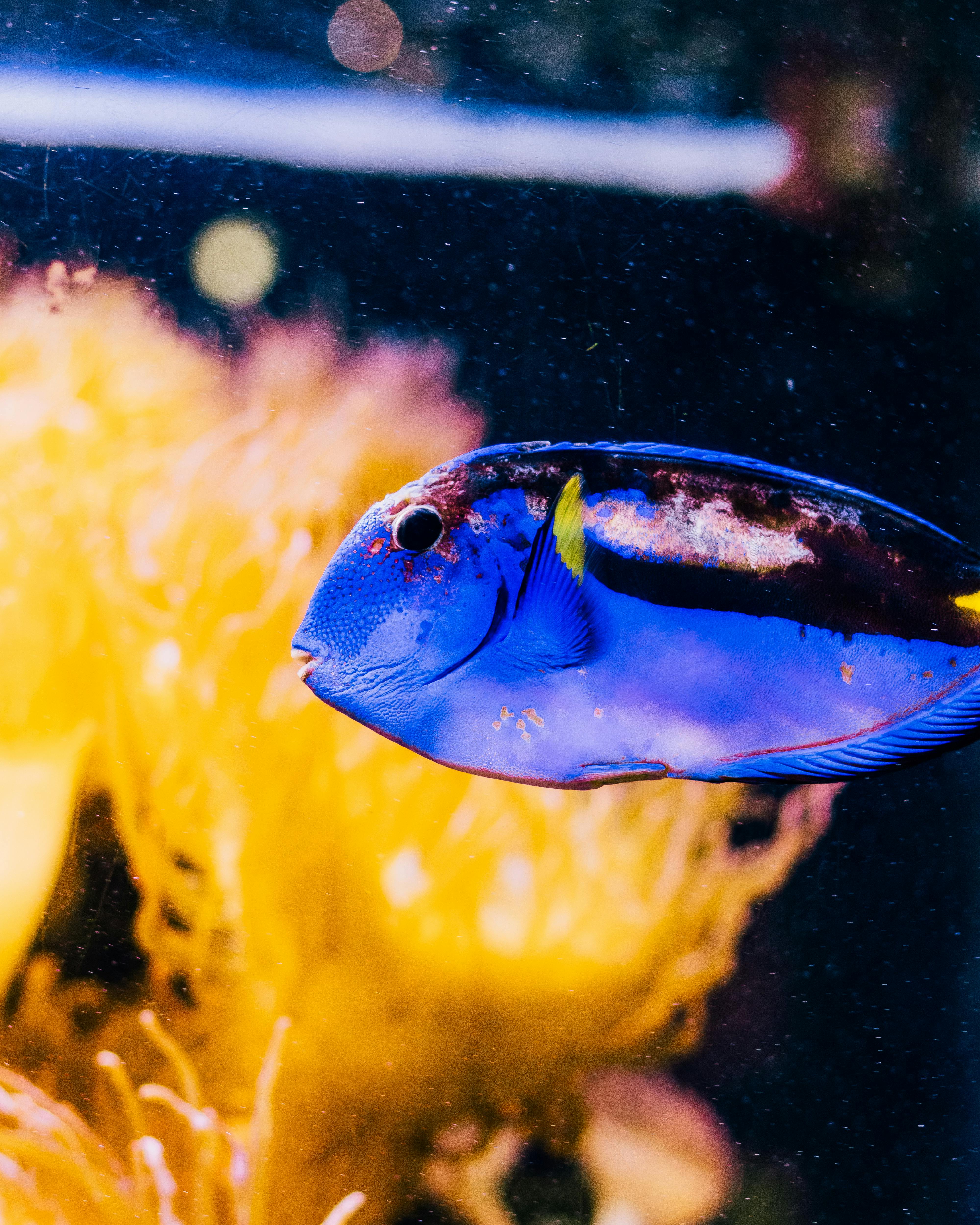 Yellow and Blue Fish in Water · Free Stock Photo