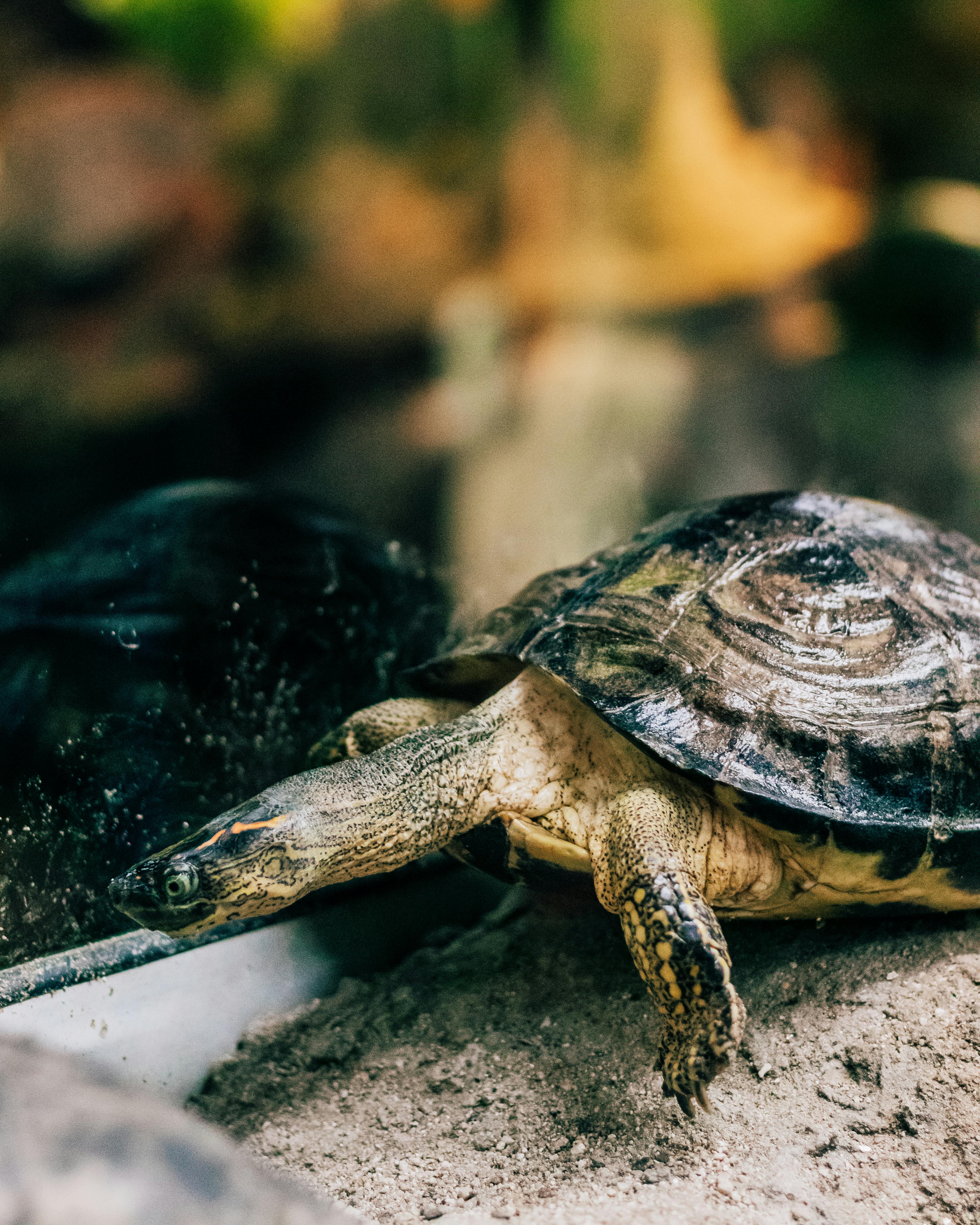 A Portrait of a Turtle by Window · Free Stock Photo