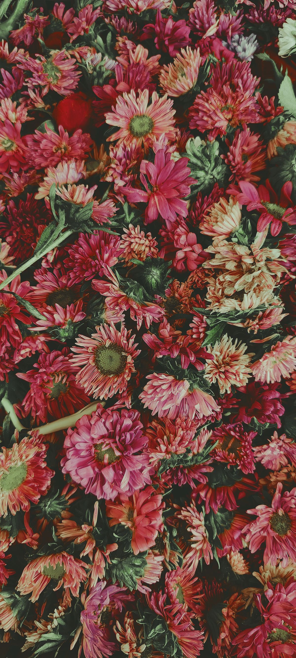 Desi Flower Photos, Download The BEST Free Desi Flower Stock Photos ...
