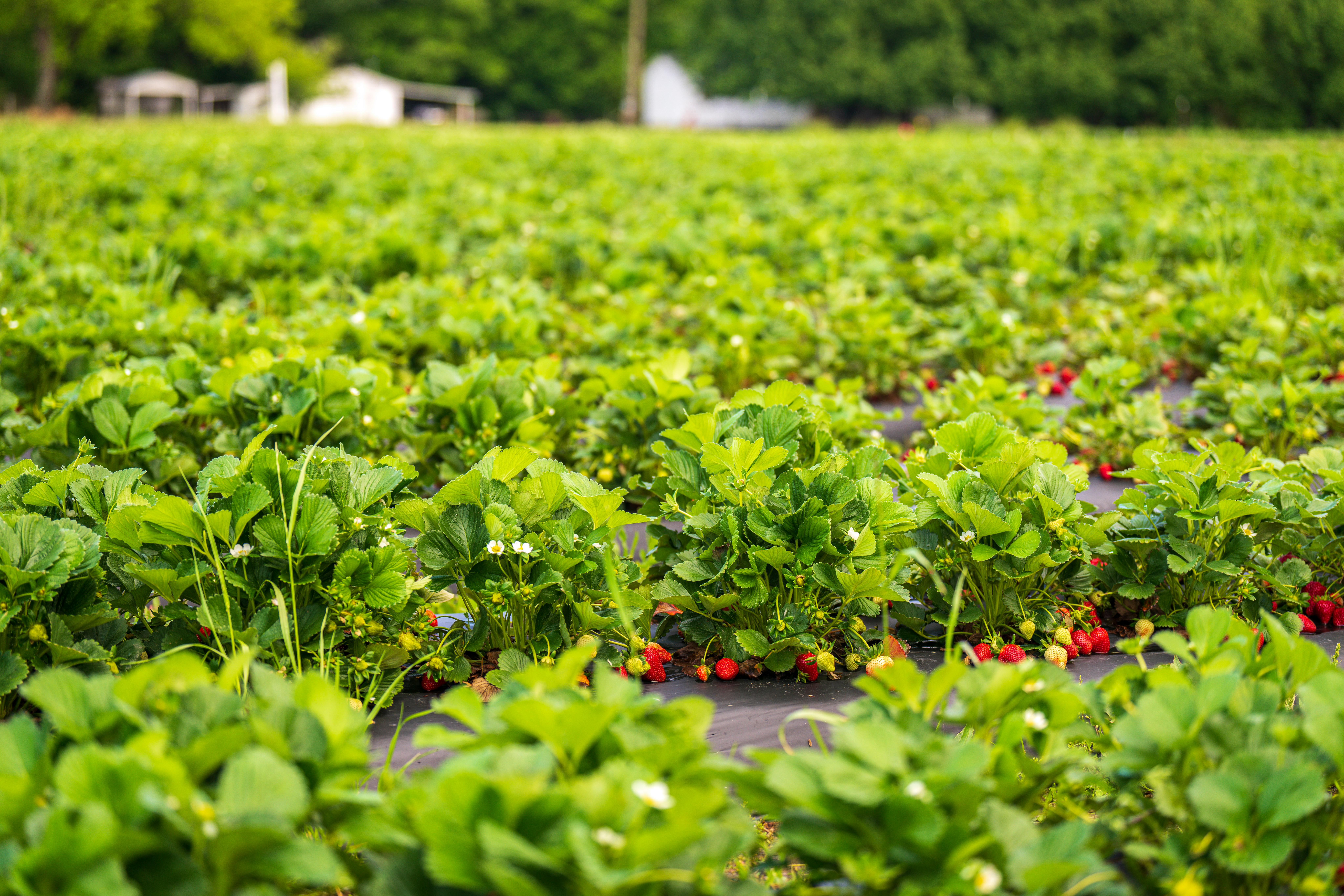 Photo of a Strawberry Farm · Free Stock Photo