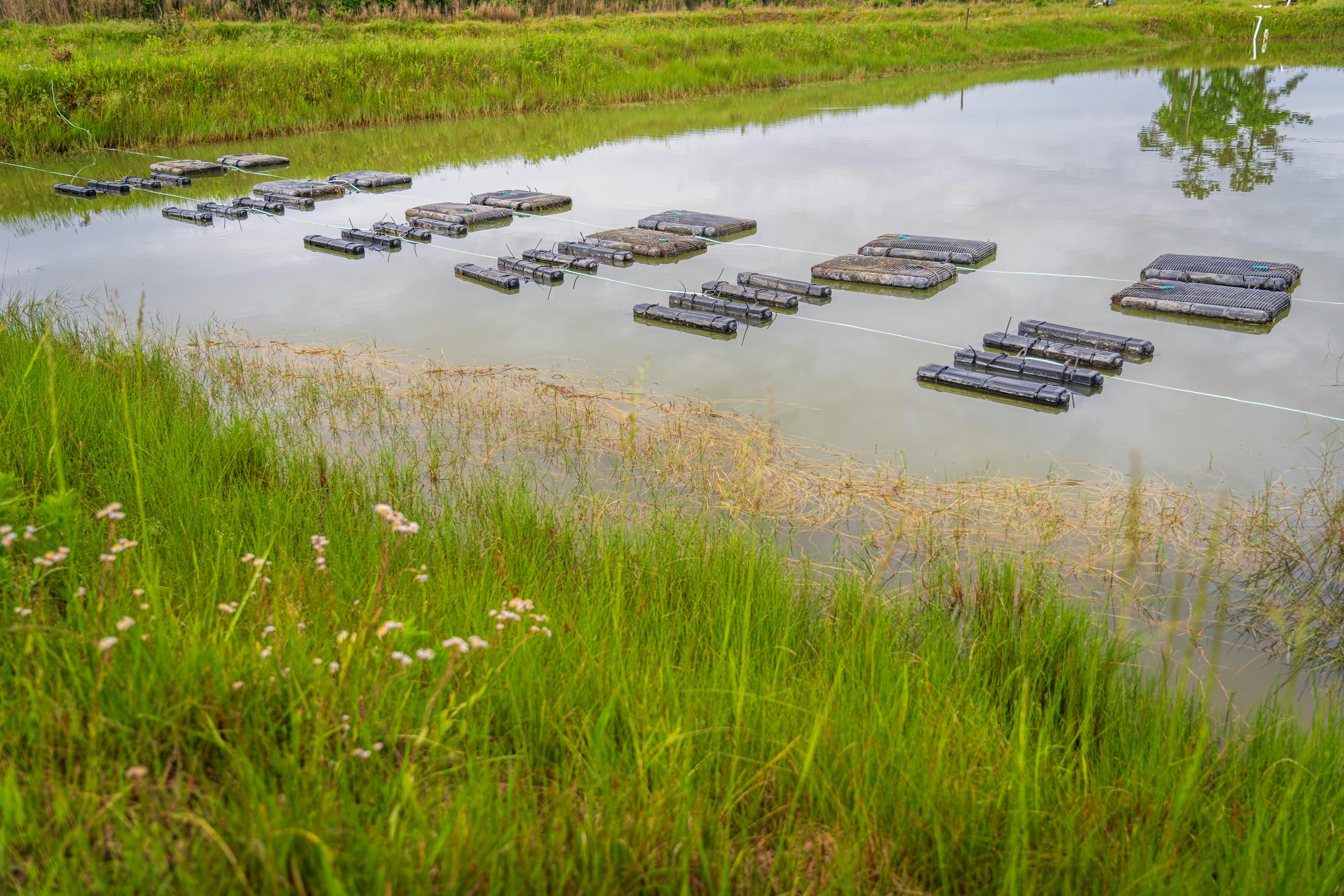 Green Grass and Fishing Nets on a Pond · Free Stock Photo