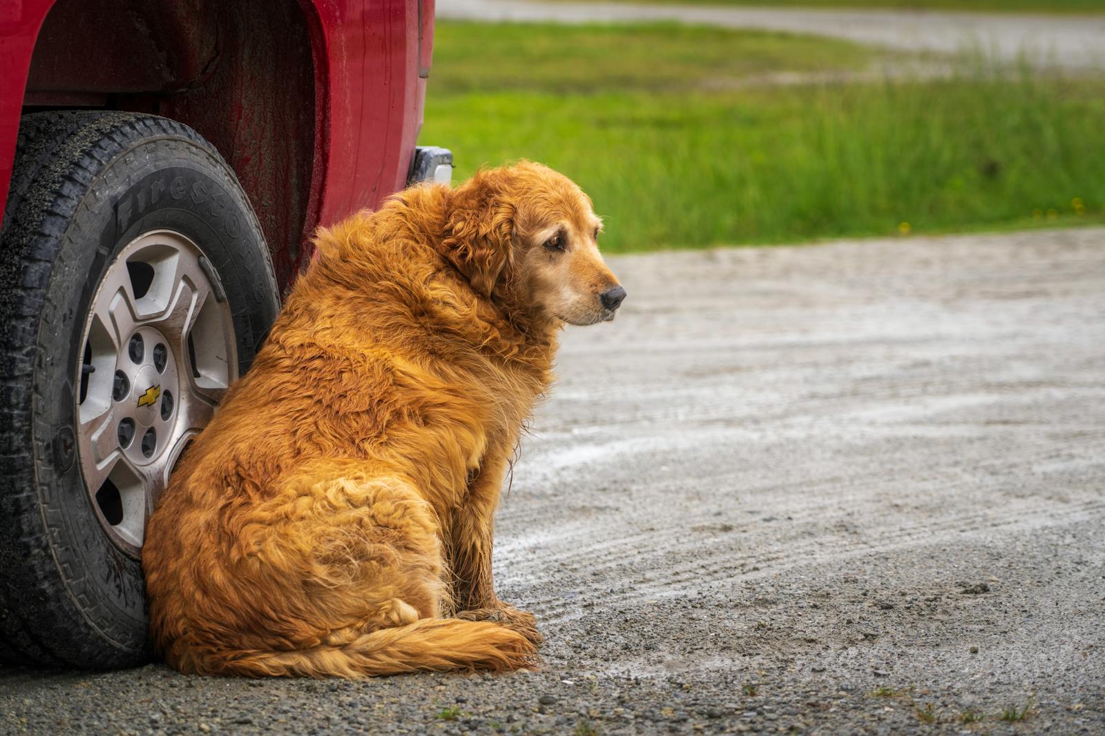Dog Wheel Photos, Download The BEST Free Dog Wheel Stock Photos & HD Images