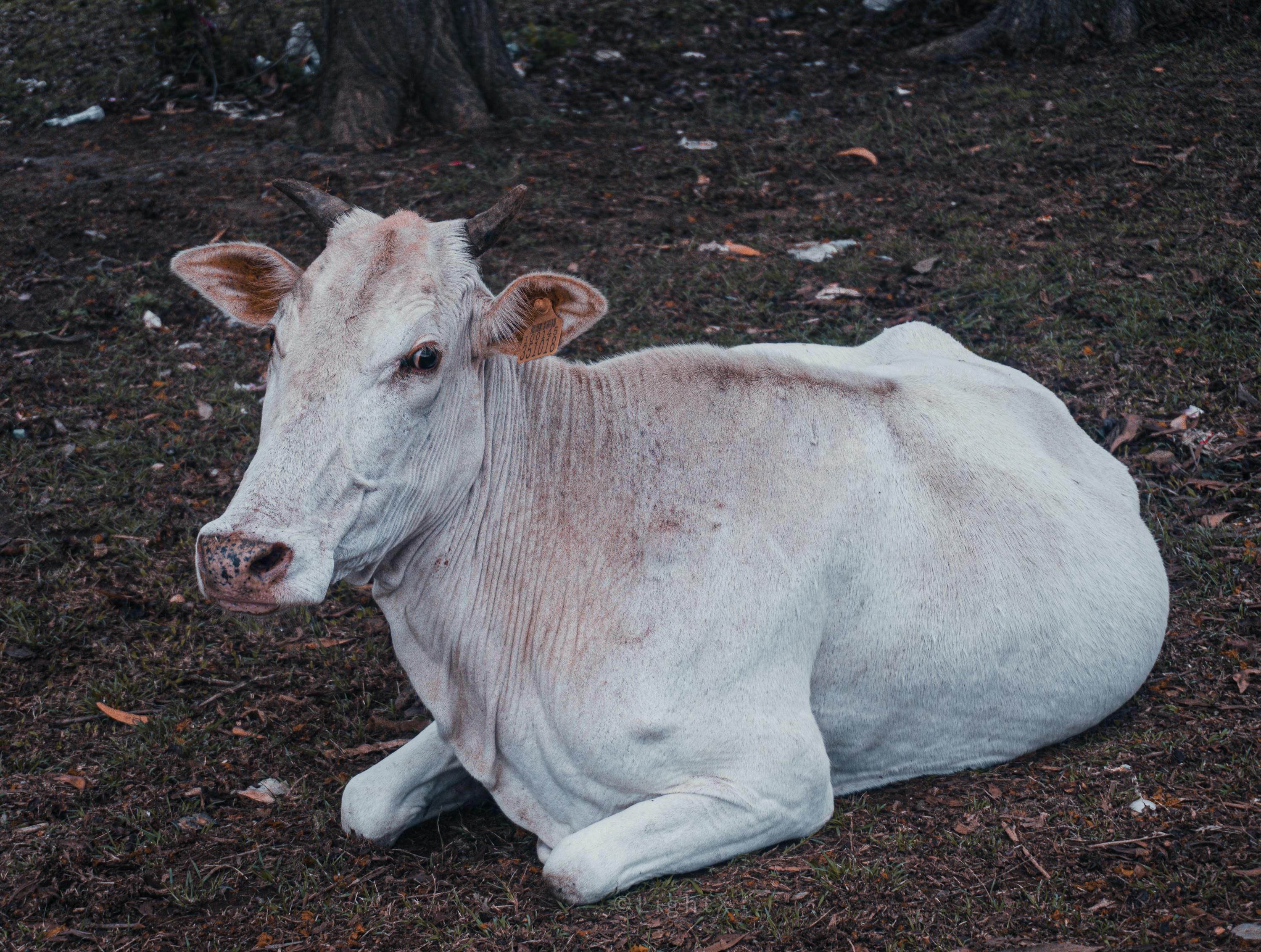 A White Cow Lying on the Ground · Free Stock Photo