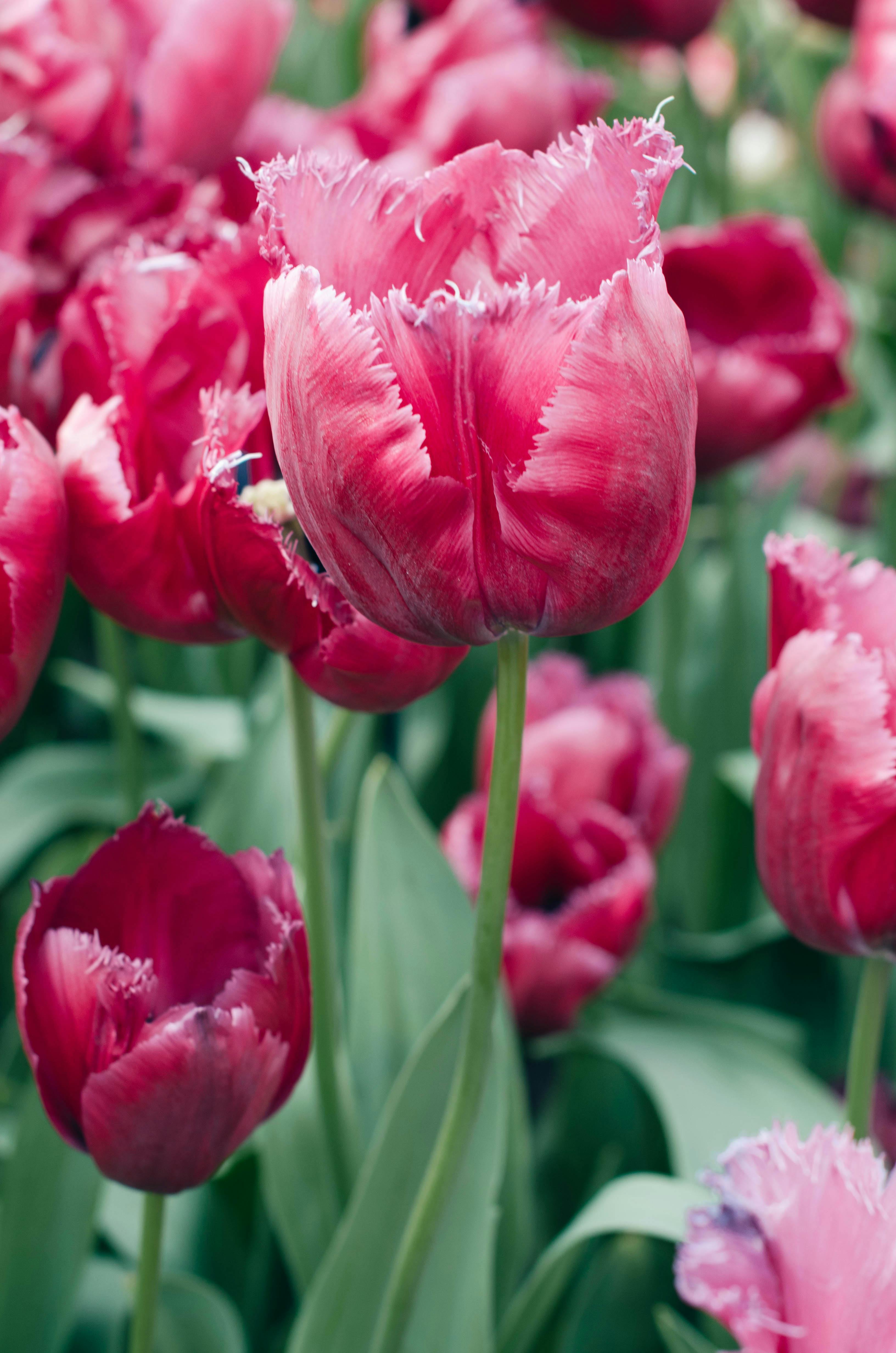 Red Semicircle Photos, Download The BEST Free Red Semicircle Stock ...