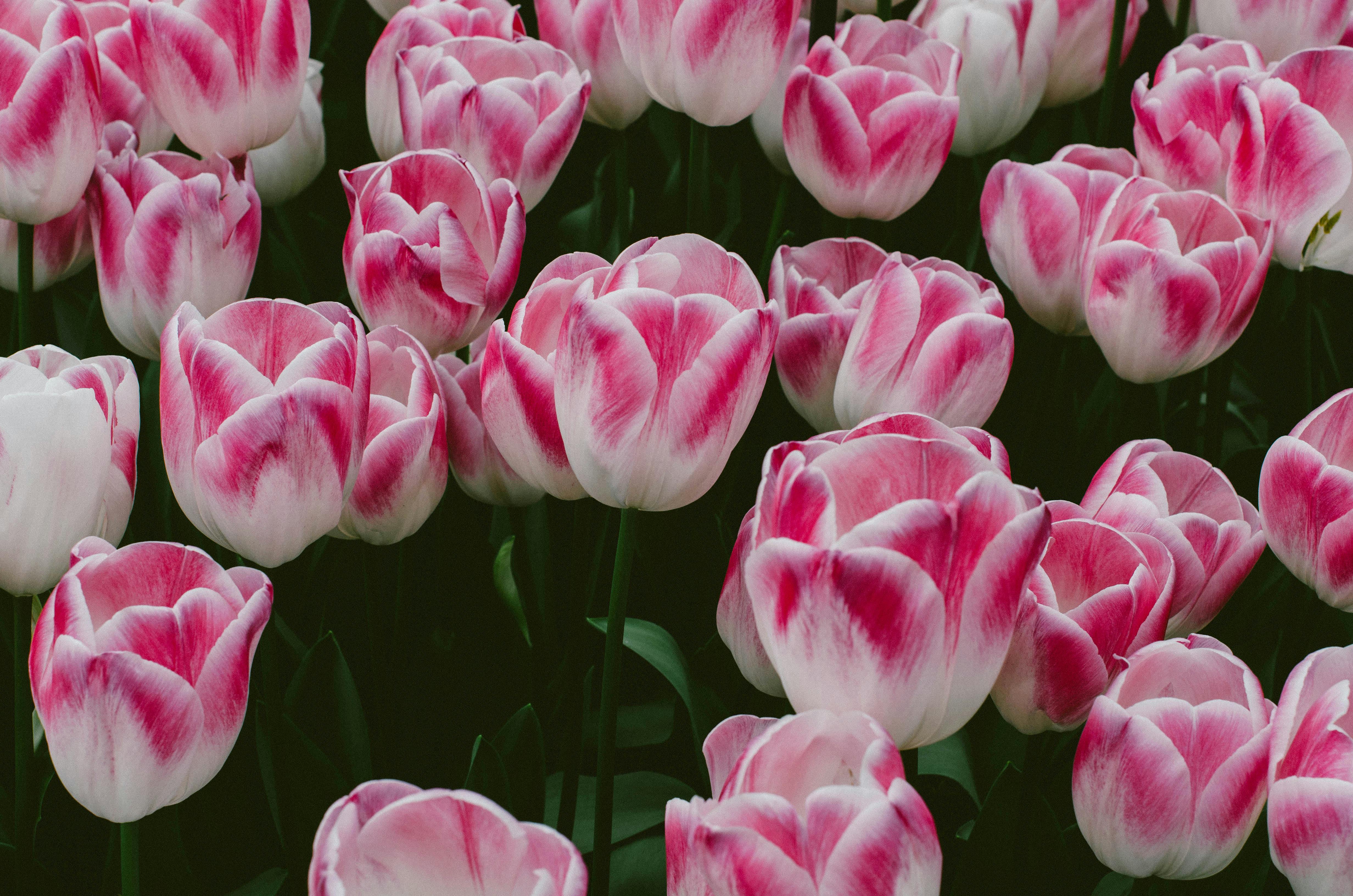 Close up of Pink Tulips · Free Stock Photo